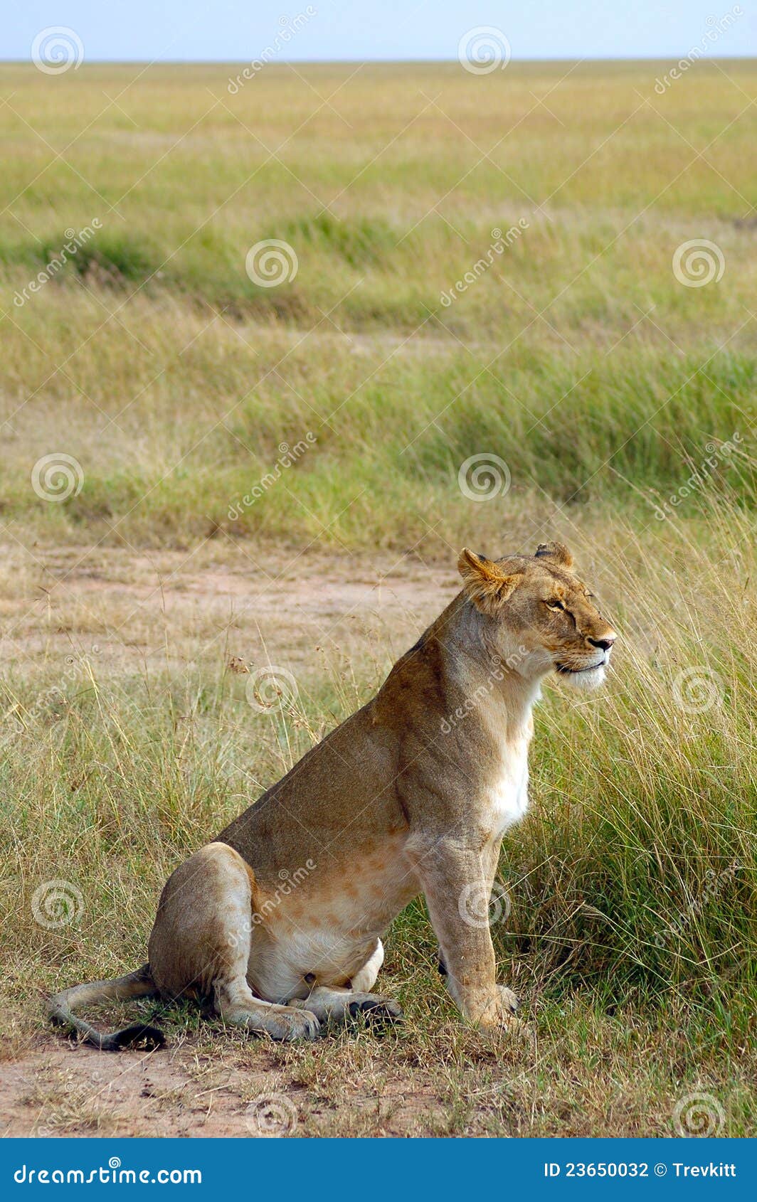 Lioness Sitting in Open Grassland Stock Photo - Image of vertical ...