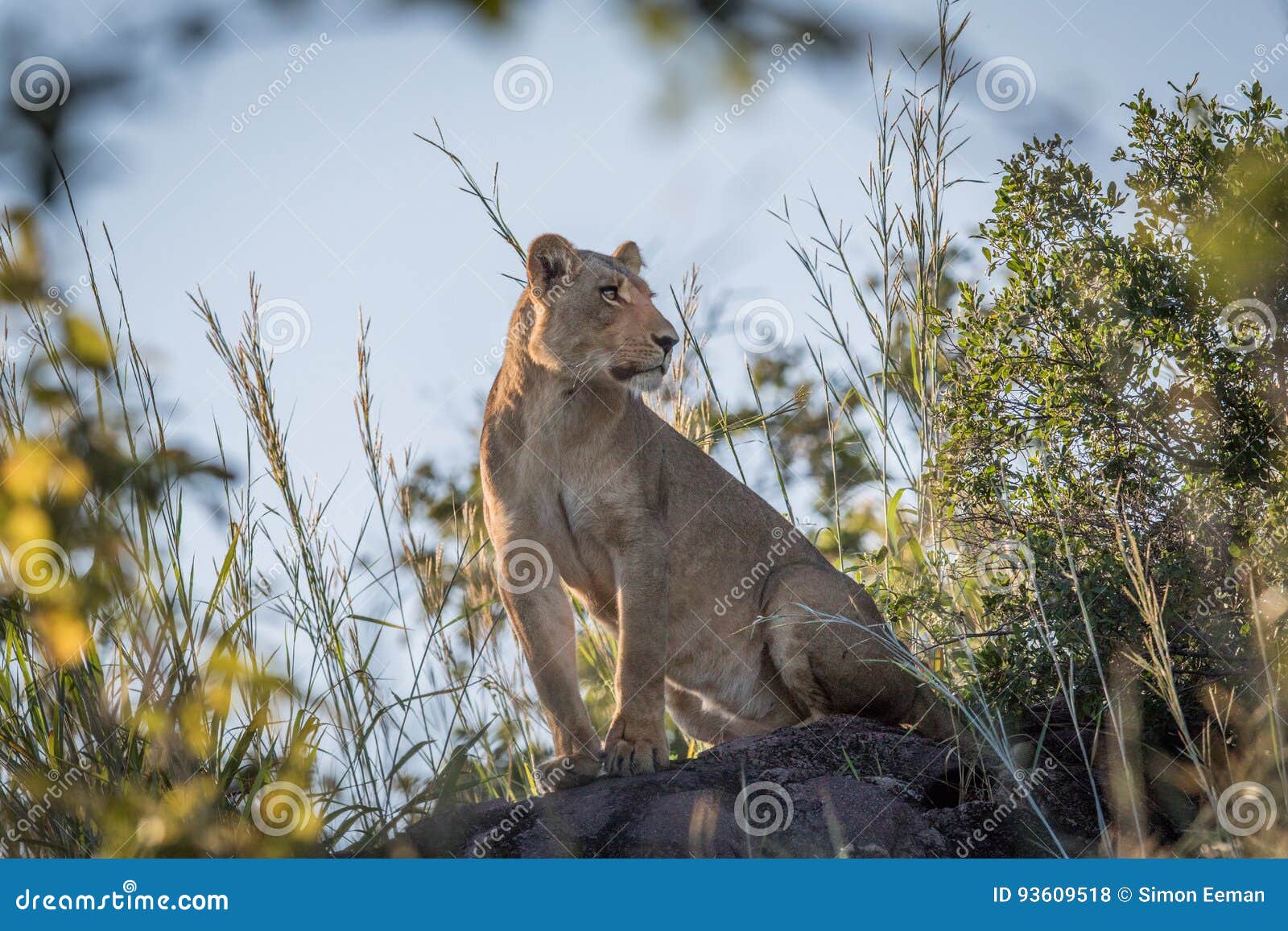Lioness Sitting on a Rock in Chobe. Stock Photo - Image of nature ...