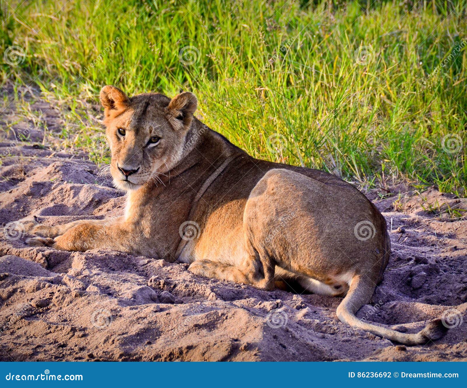 Lioness sitting stock photo. Image of sitting, calm, waiting - 86236692