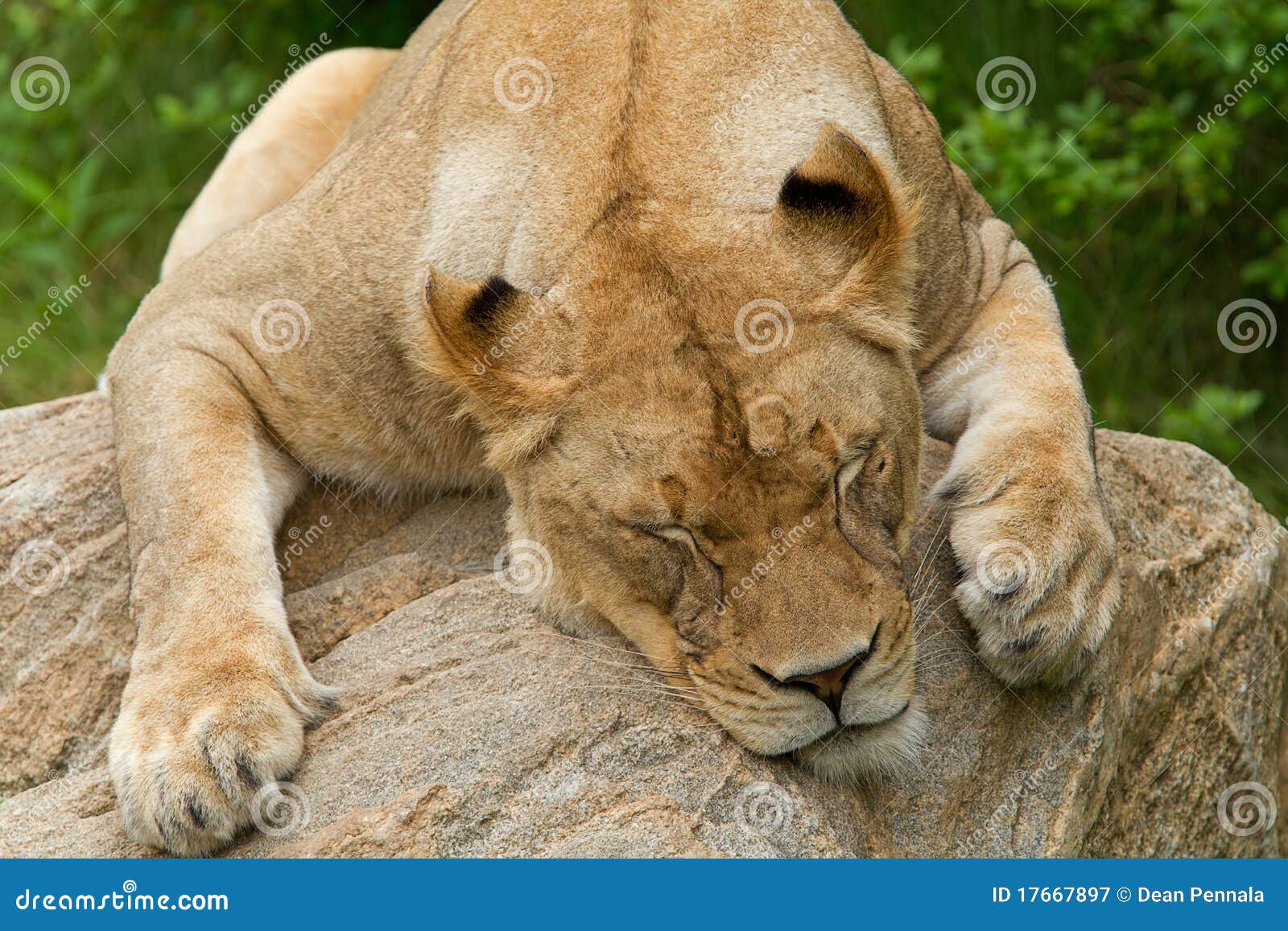 Lioness Sleeping stock image. Image of sleeping, panthera - 17667897