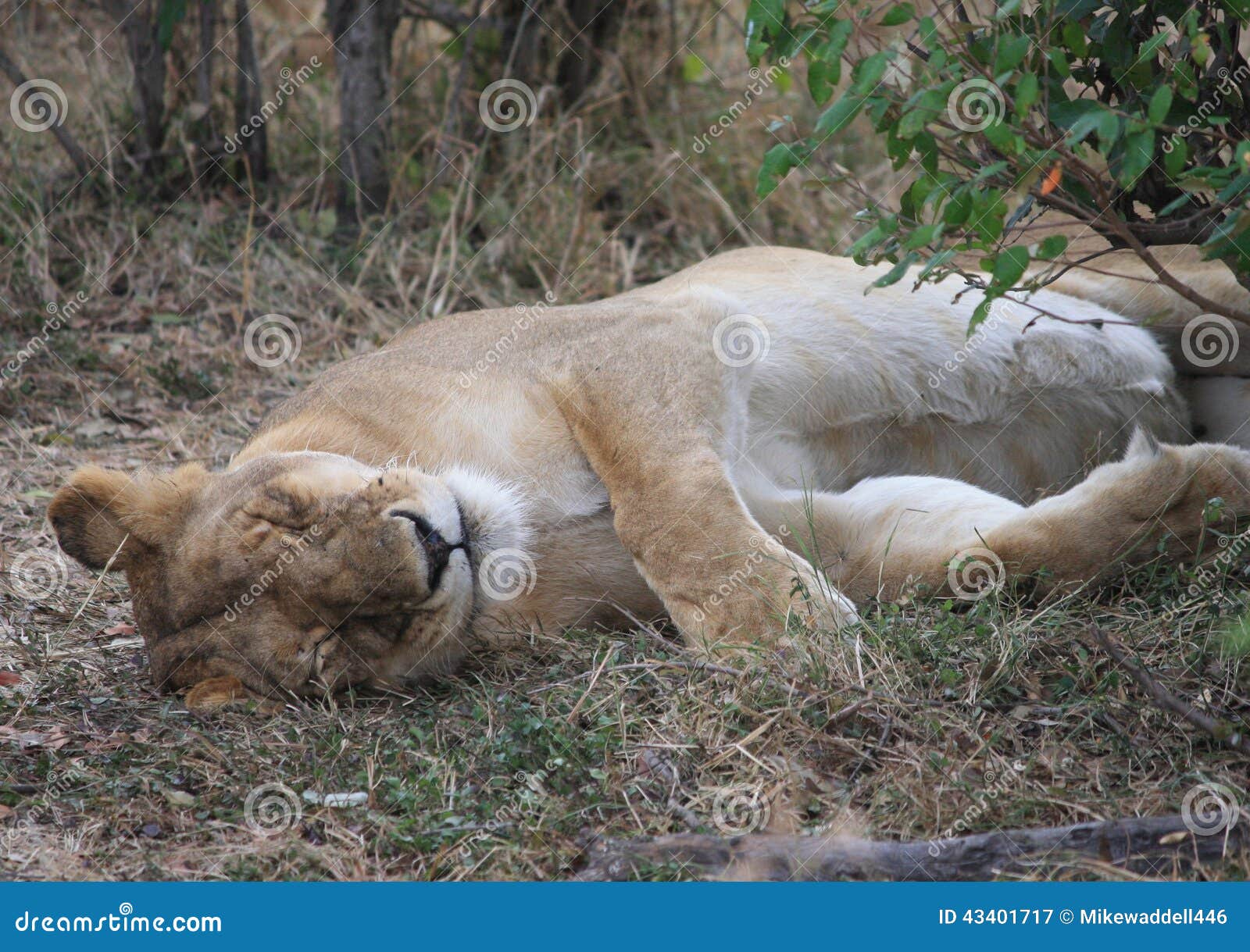 Lioness sleeping stock image. Image of masai, safari - 43401717