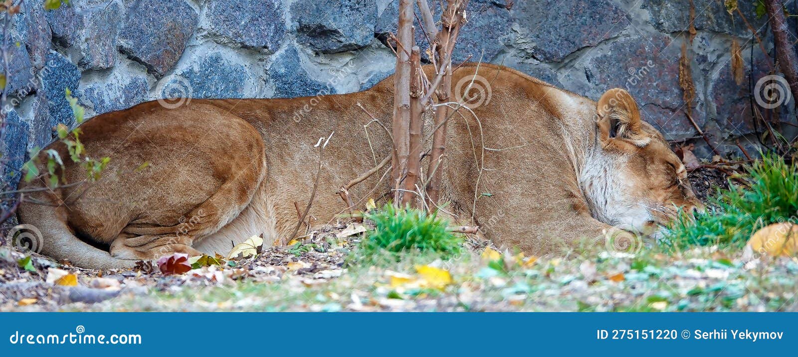 Lioness Sleeping in the Thicket Stock Photo - Image of thicket ...