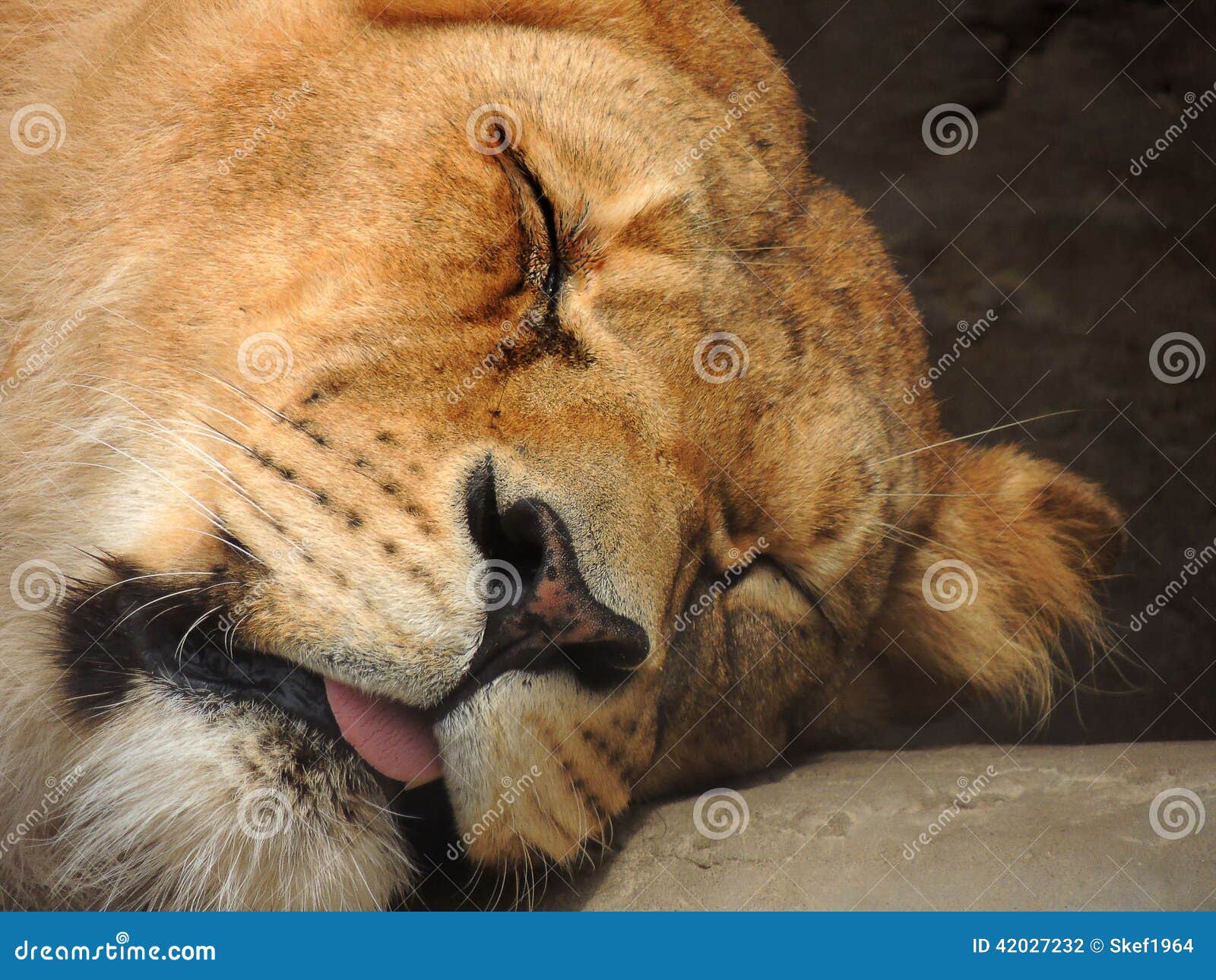 The sleeping lioness. stock photo. Image of female, lions - 42027232