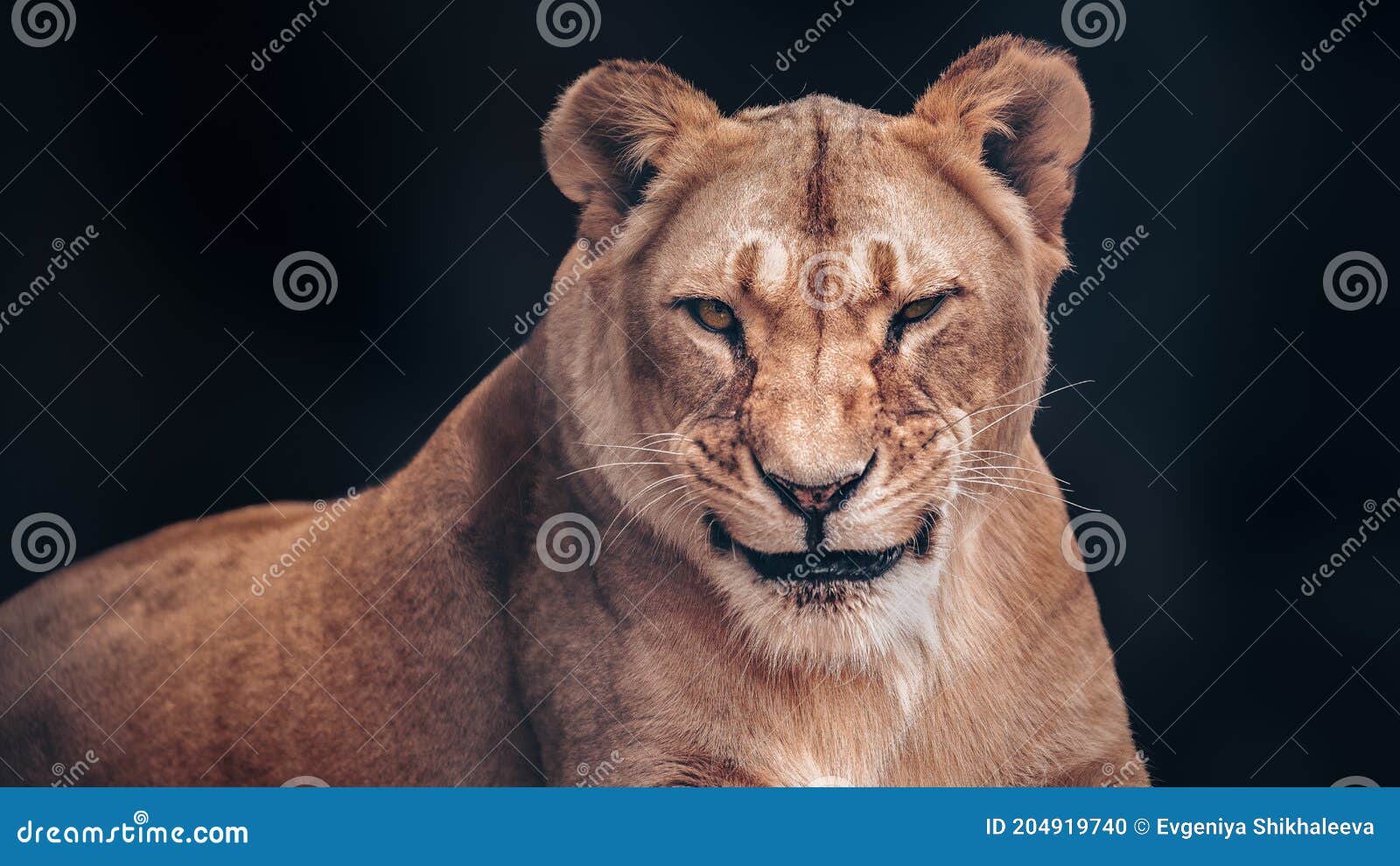 The Lioness Smiles Slyly. a Formidable Predator. Stock Photo - Image of ...
