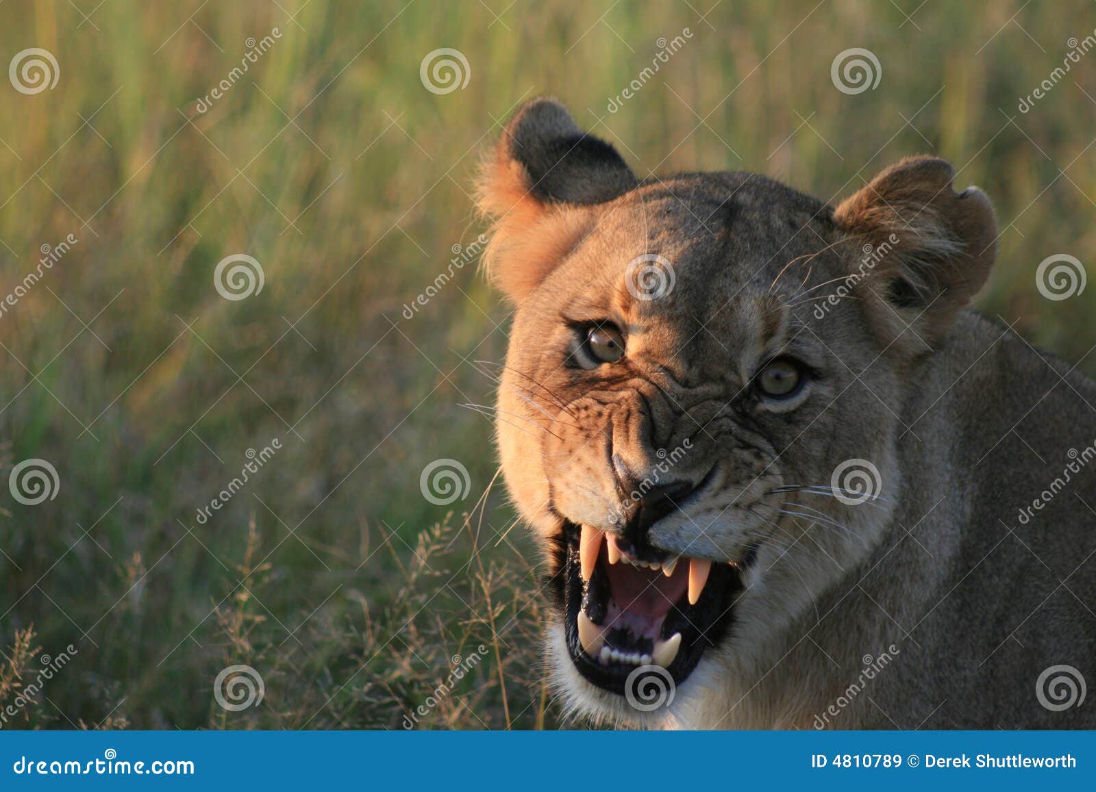 Snarling Lioness