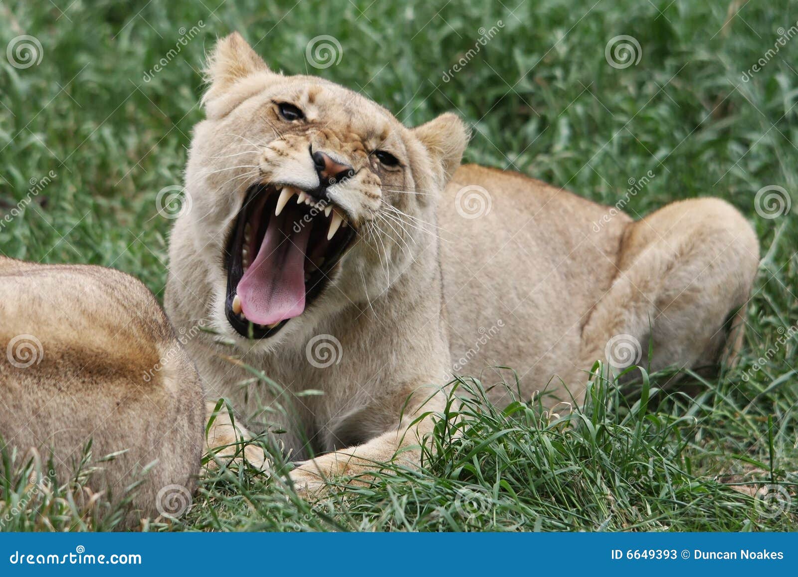 Angry Female Lion