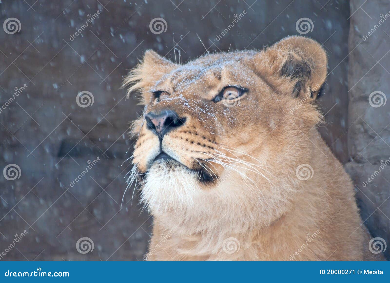 278 Lioness Snow Photos - Free & Royalty-Free Stock Photos from Dreamstime