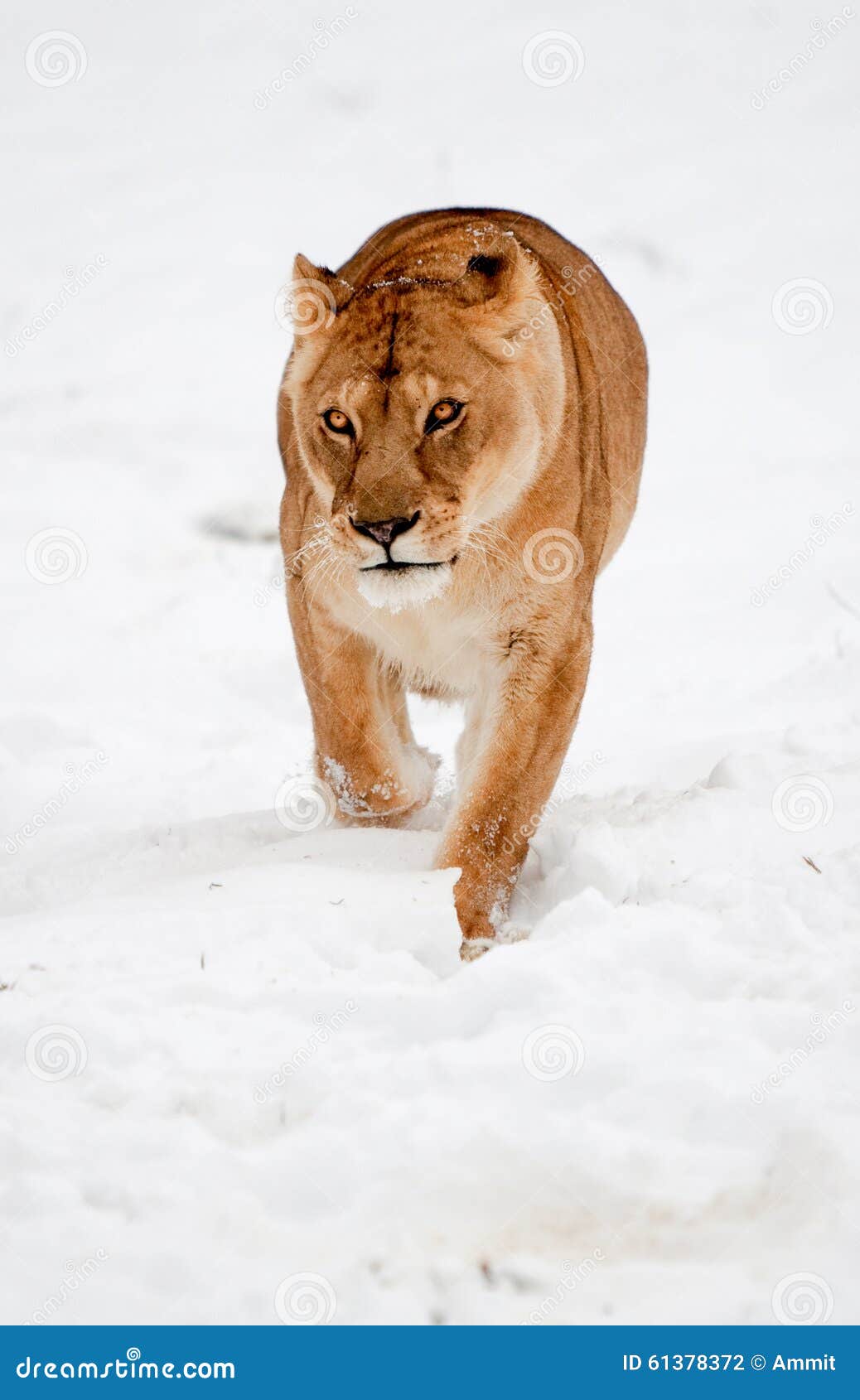 Lioness in the Snow stock photo. Image of golden, expression - 61378372
