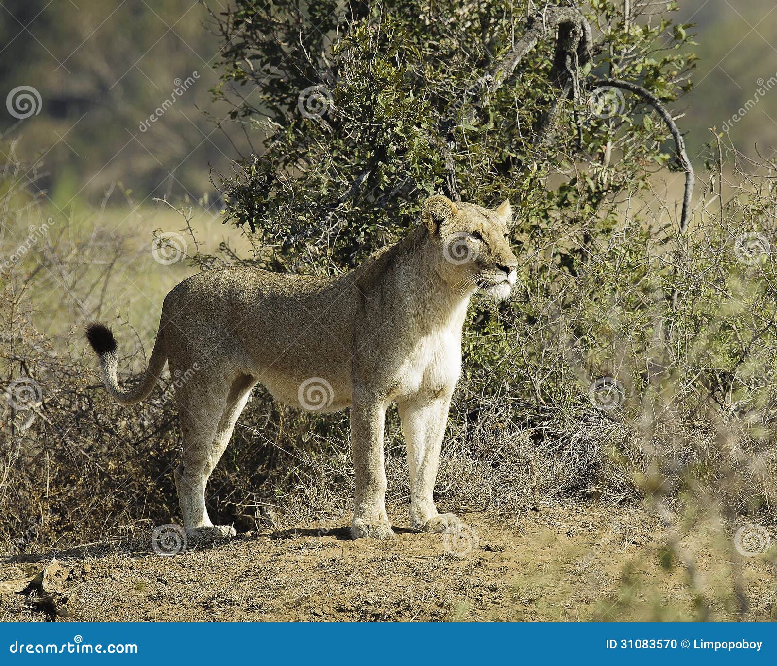 Lioness stock photo. Image of lioness, apex, closeup - 31083570