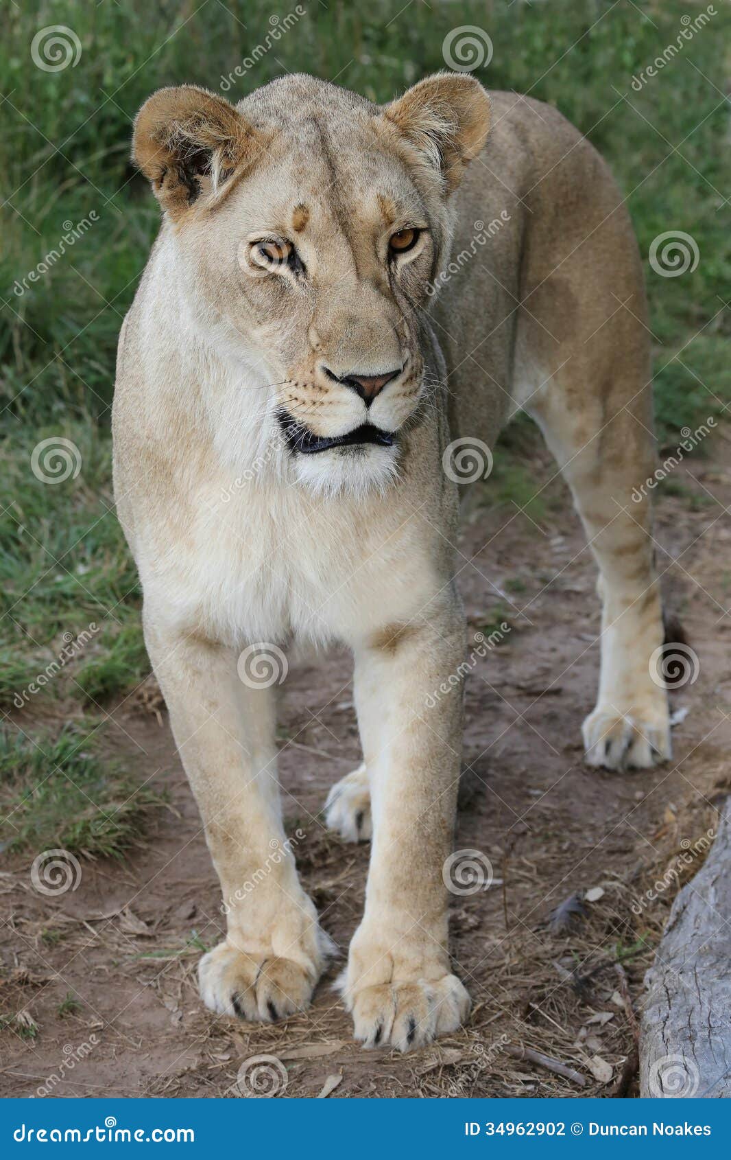 Lioness Standing stock photo. Image of watching, lion - 34962902