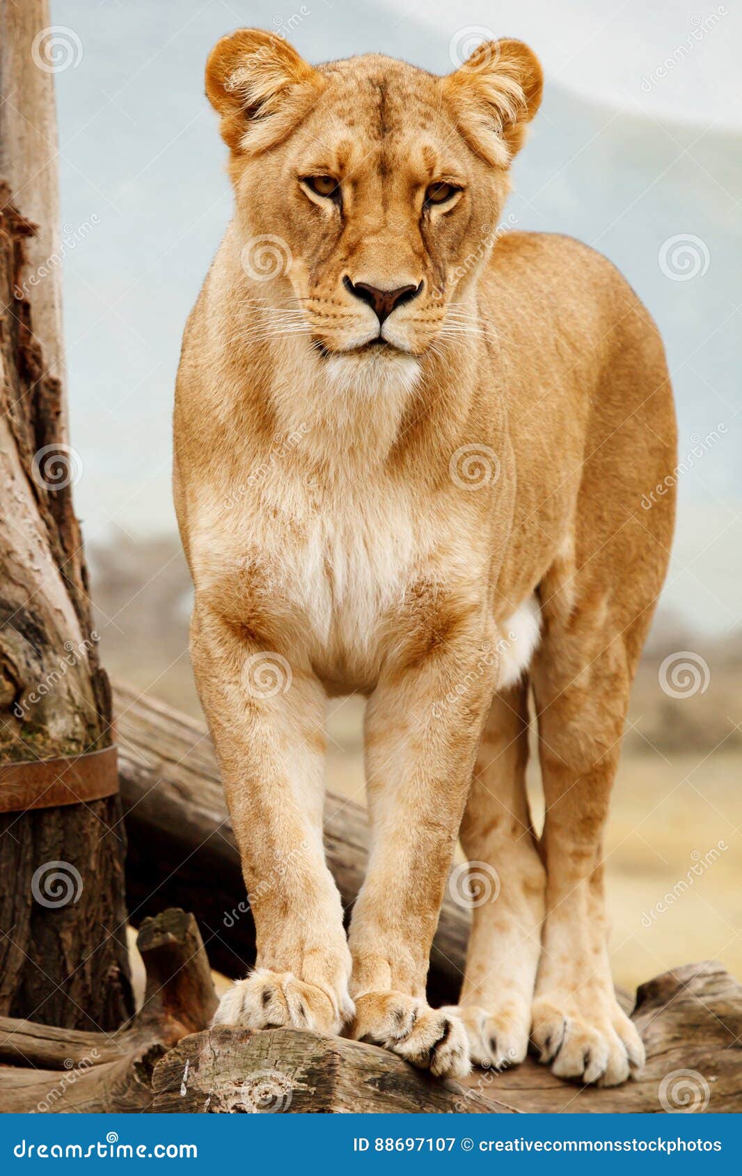 Lioness Standing On Log Picture. Image: 88697107