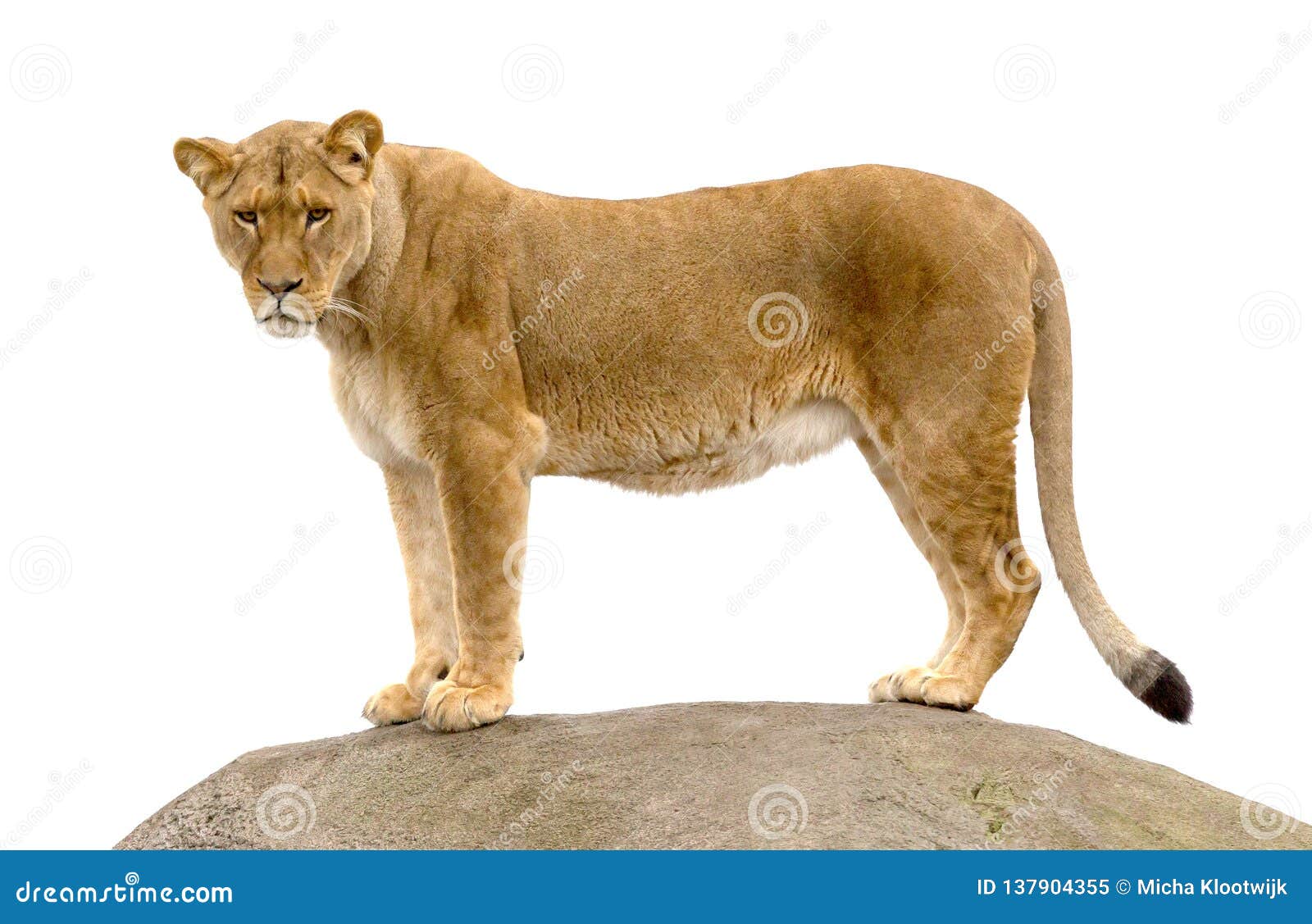 Lioness standing on a rock stock image. Image of deserving - 137904355