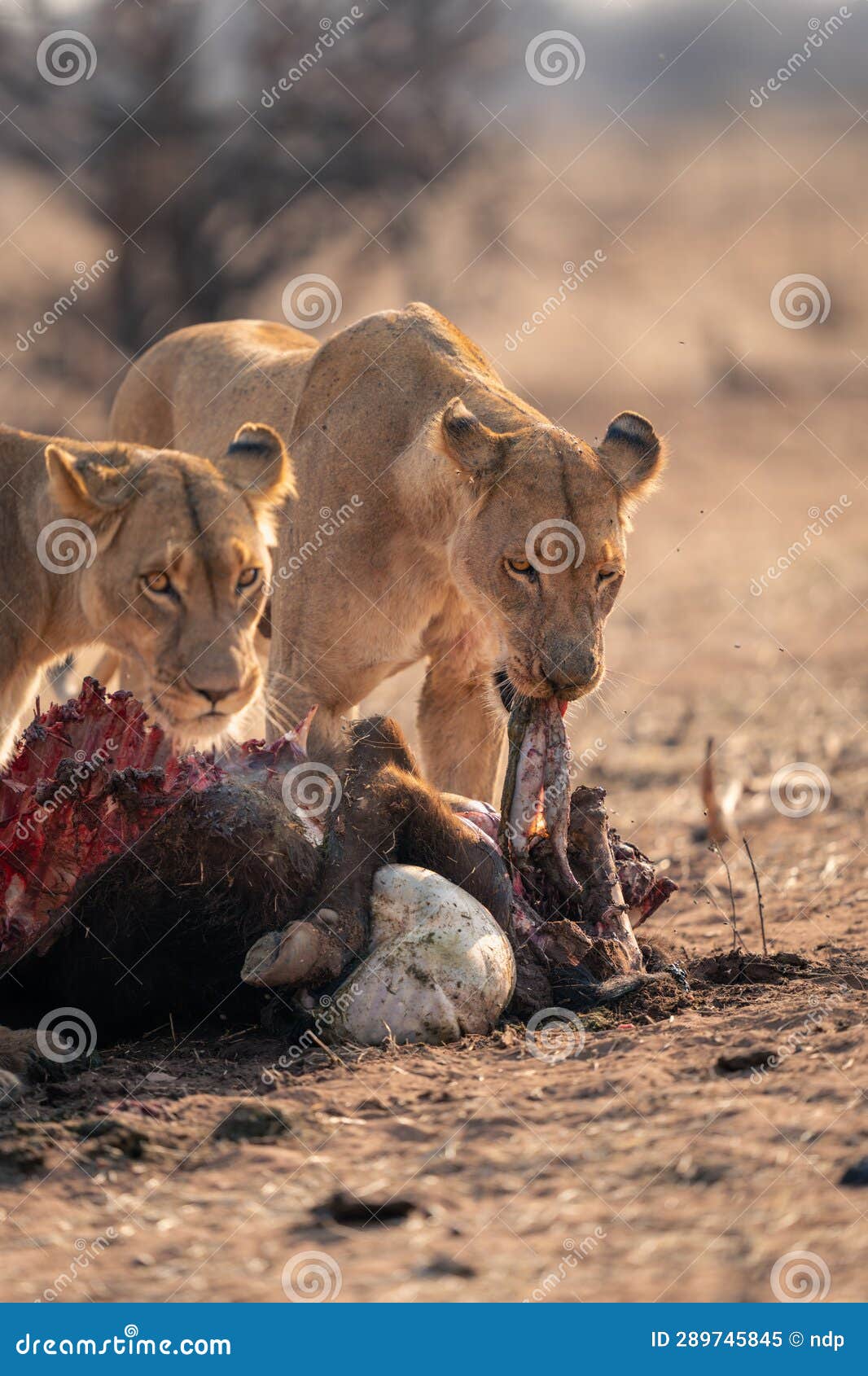 Lioness Stands Eating Buffalo Carcase with Another Stock Image - Image ...