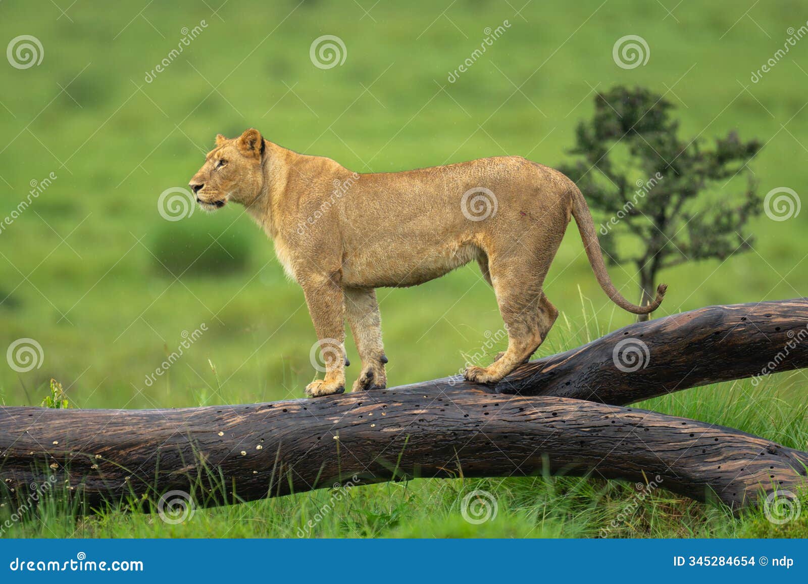 Lioness Stands on Log on Grassy Plain Stock Photo - Image of kenya ...