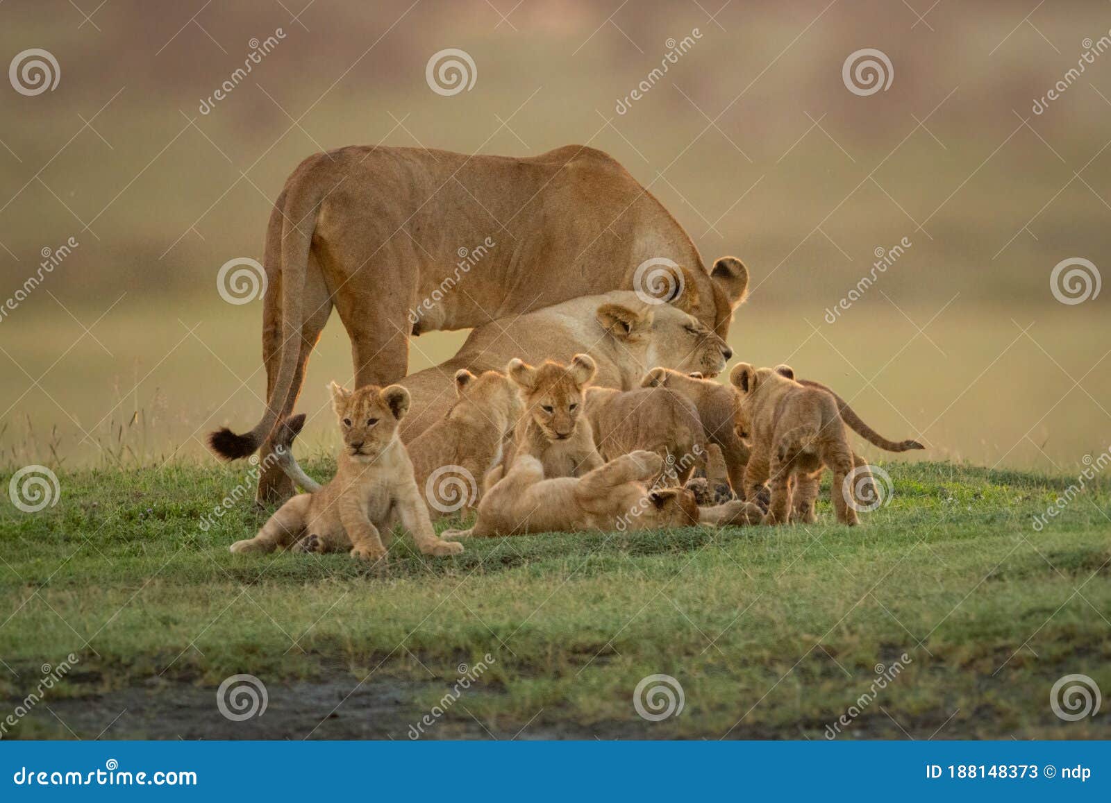 Lioness Stands Nuzzling Another by Several Cubs Stock Image - Image of ...