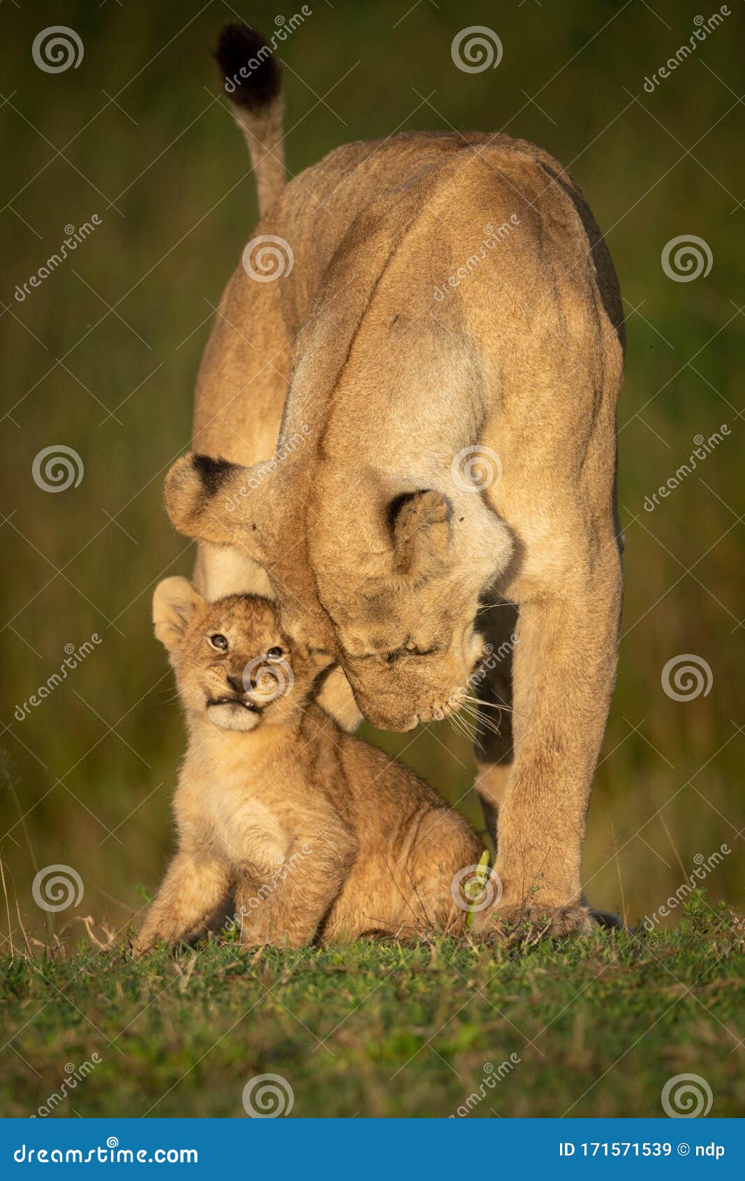 Lioness Stands Nuzzling Cub in Golden Light Stock Image - Image of ...