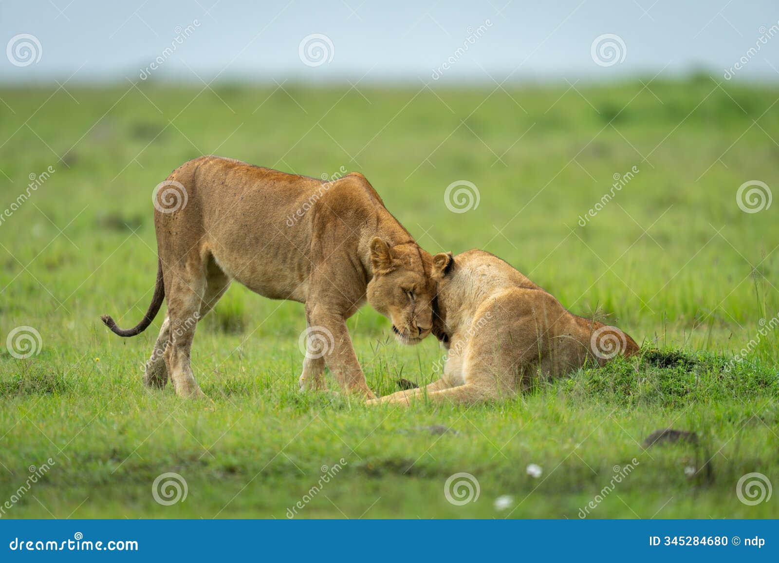 Lioness Stands Nuzzling Sister Lying on Grassland Stock Photo - Image ...