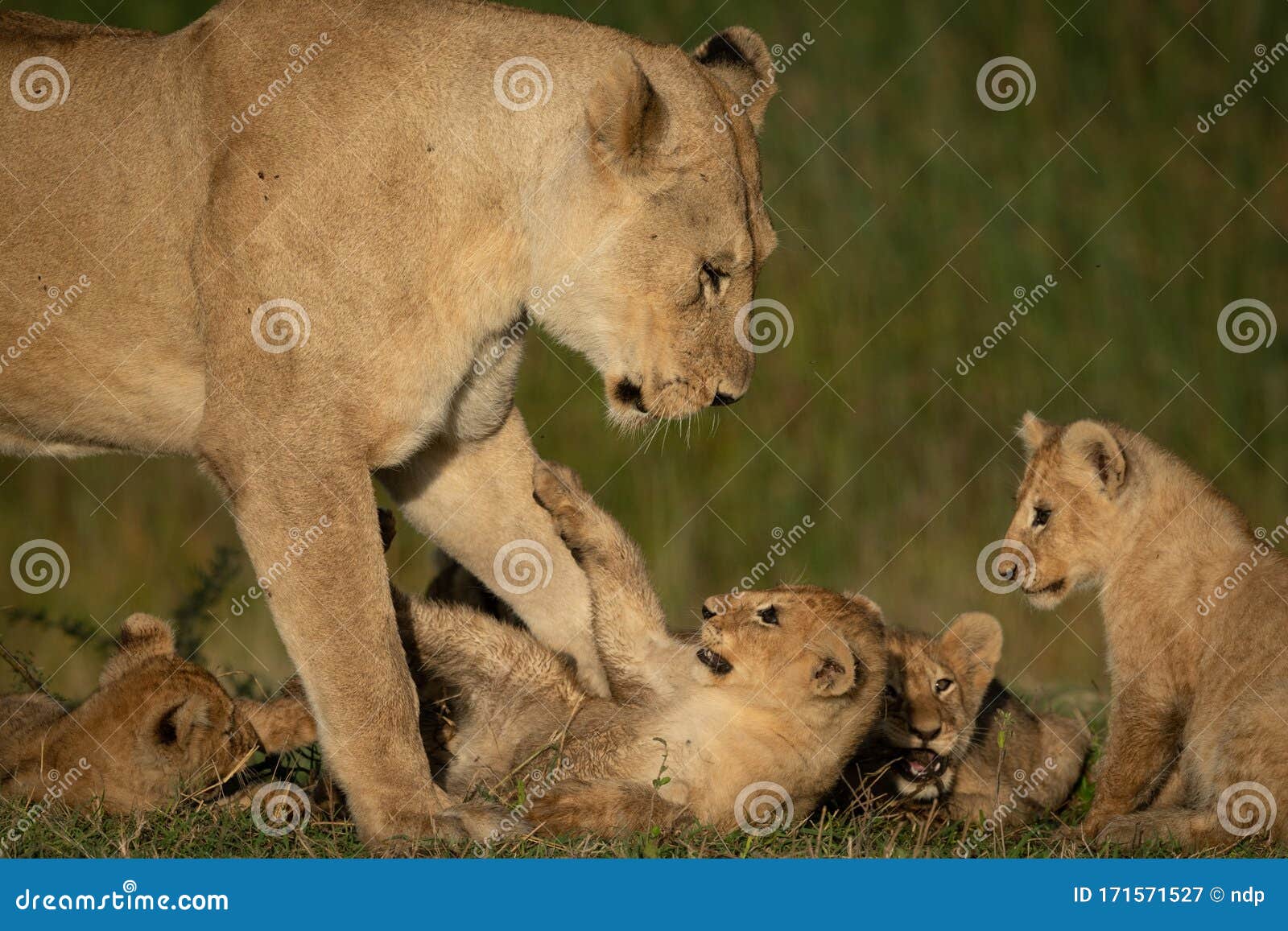 Lioness Stands Over Four Playful Cubs Stock Image - Image of nature ...