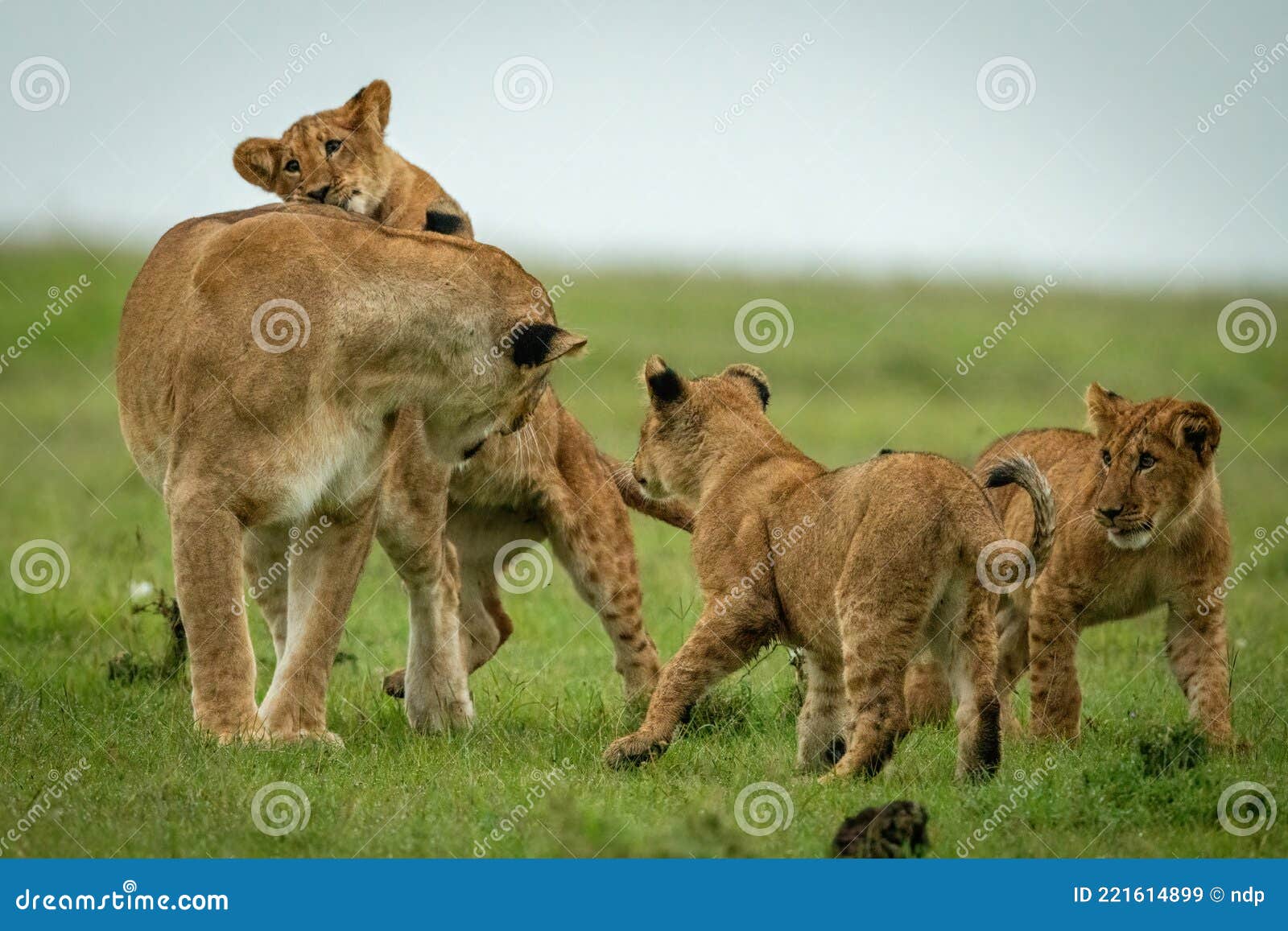 Lioness Stands Play Fighting with Three Cubs Stock Image - Image of ...