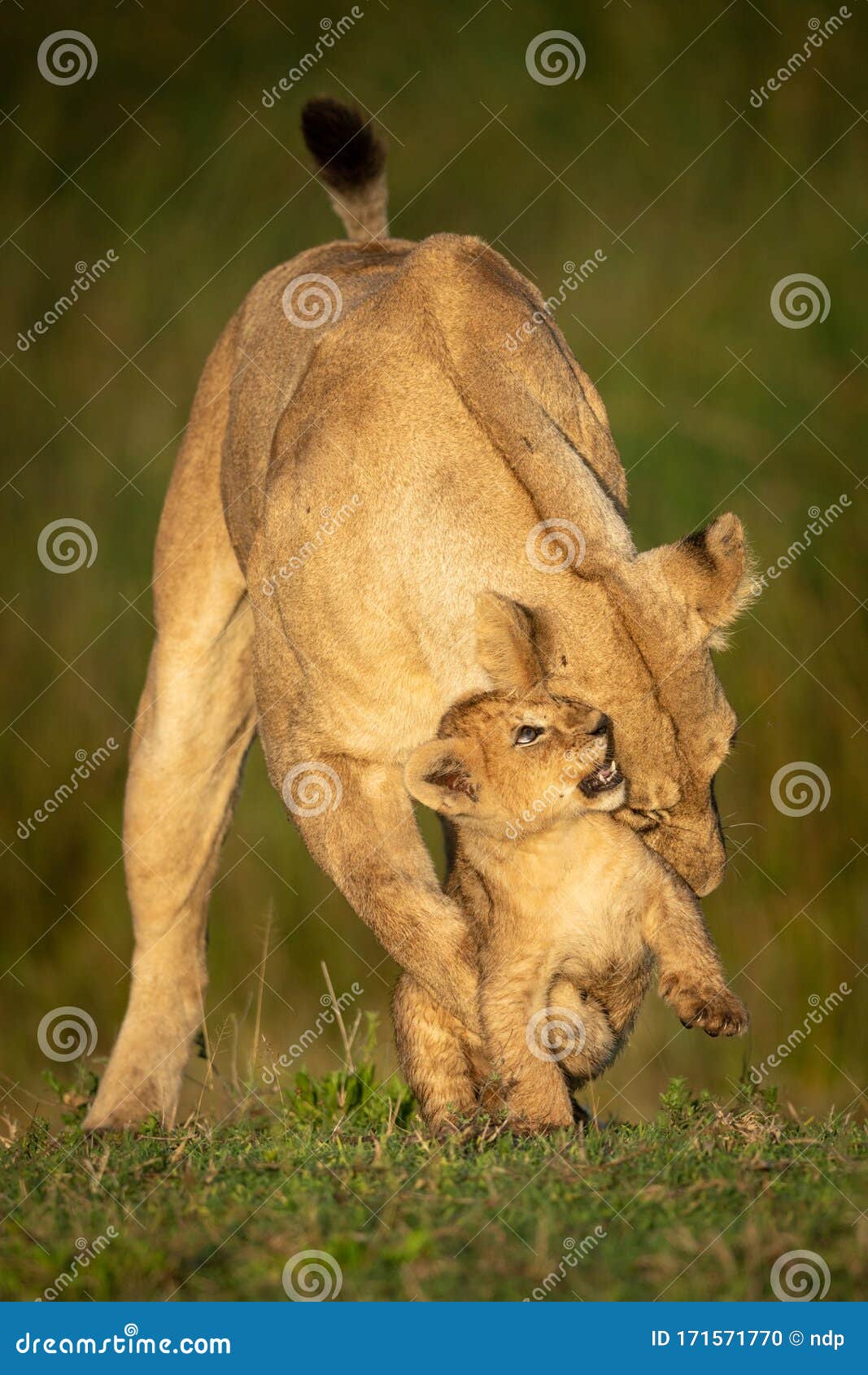 Lioness Stands Play Fighting with Young Cub Stock Photo - Image of ...