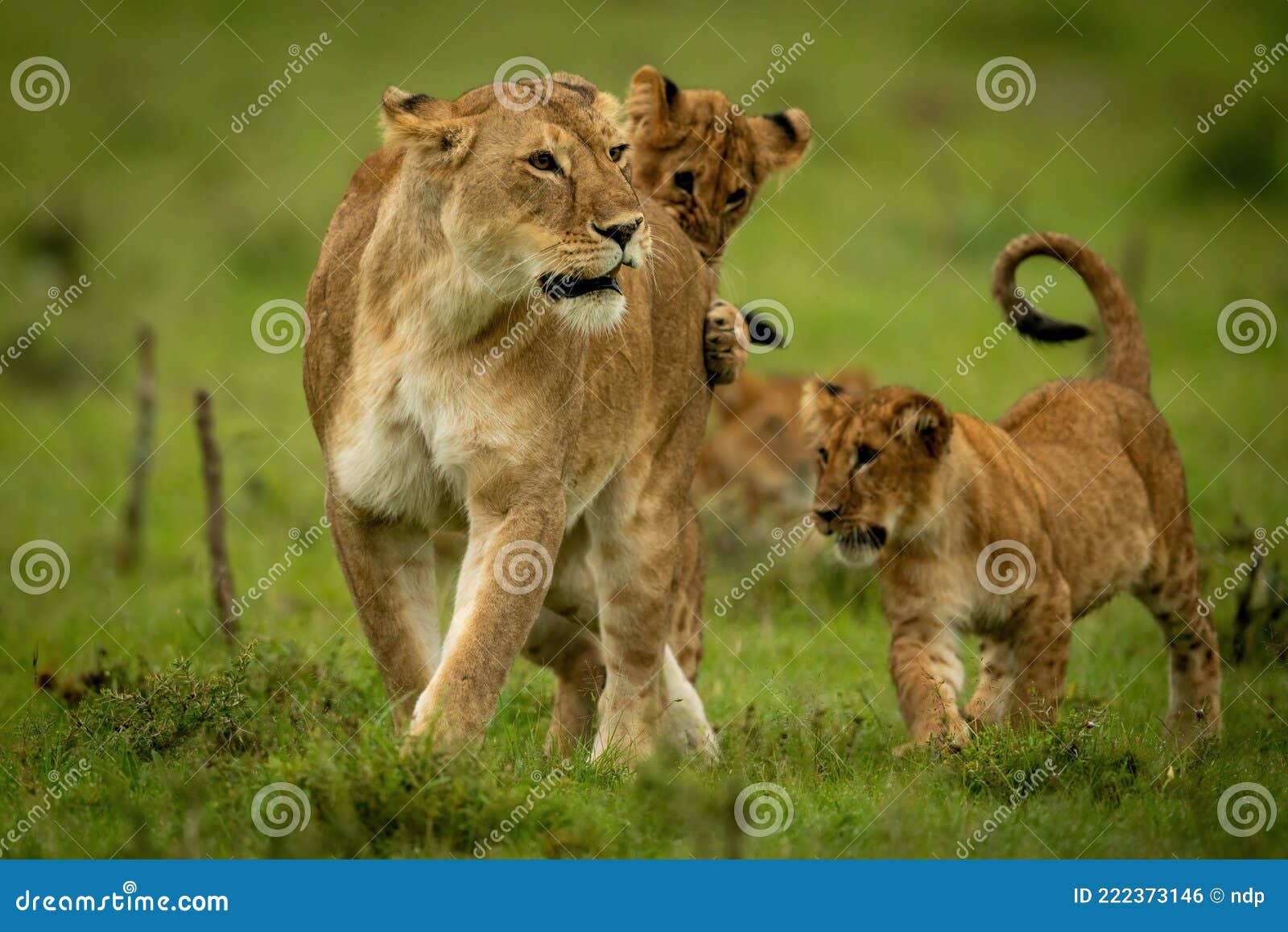 Lioness Stands Playing with Cubs in Grass Stock Photo - Image of ...