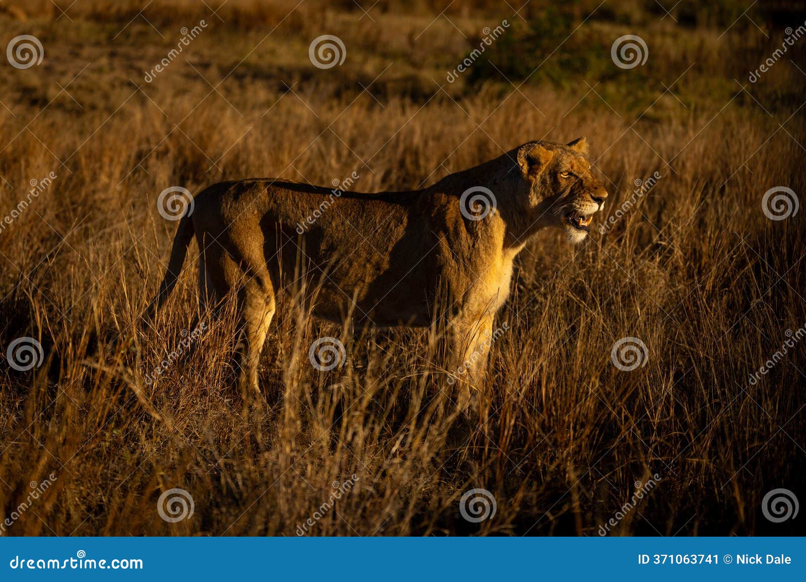 Lioness Stands In Profile With Open Mouth Royalty-Free Stock ...