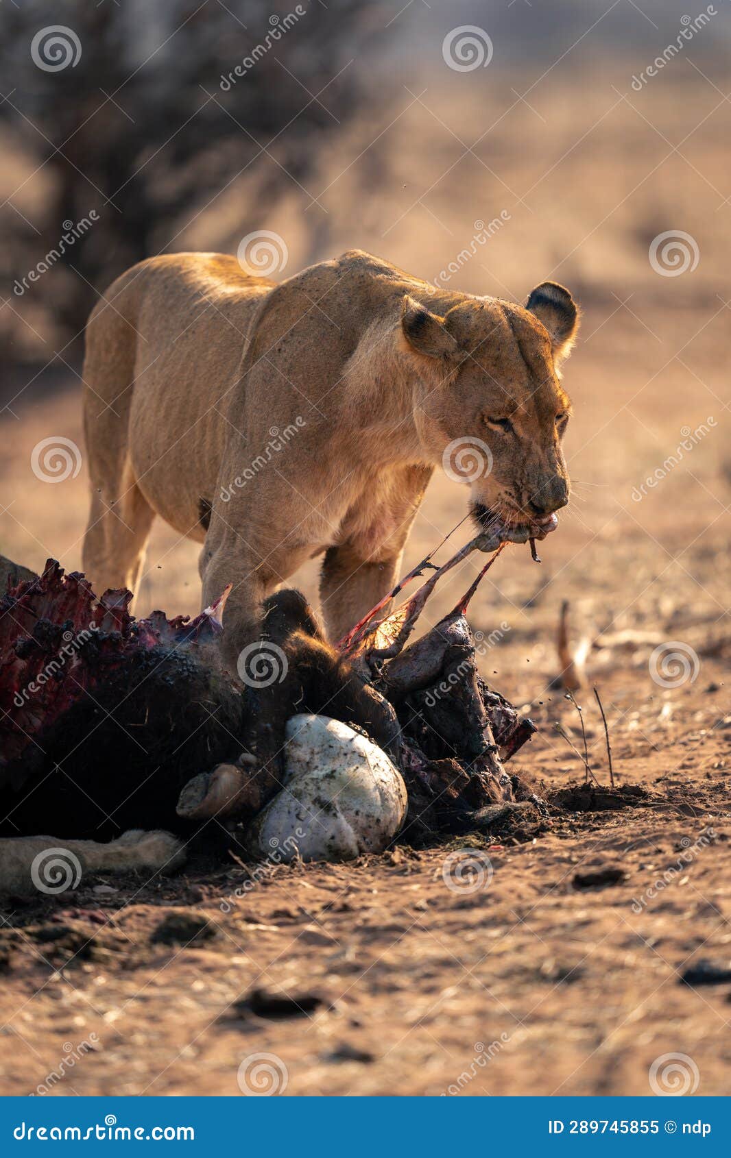 Lioness Stands Pulling Entrails from Buffalo Carcase Stock Image ...