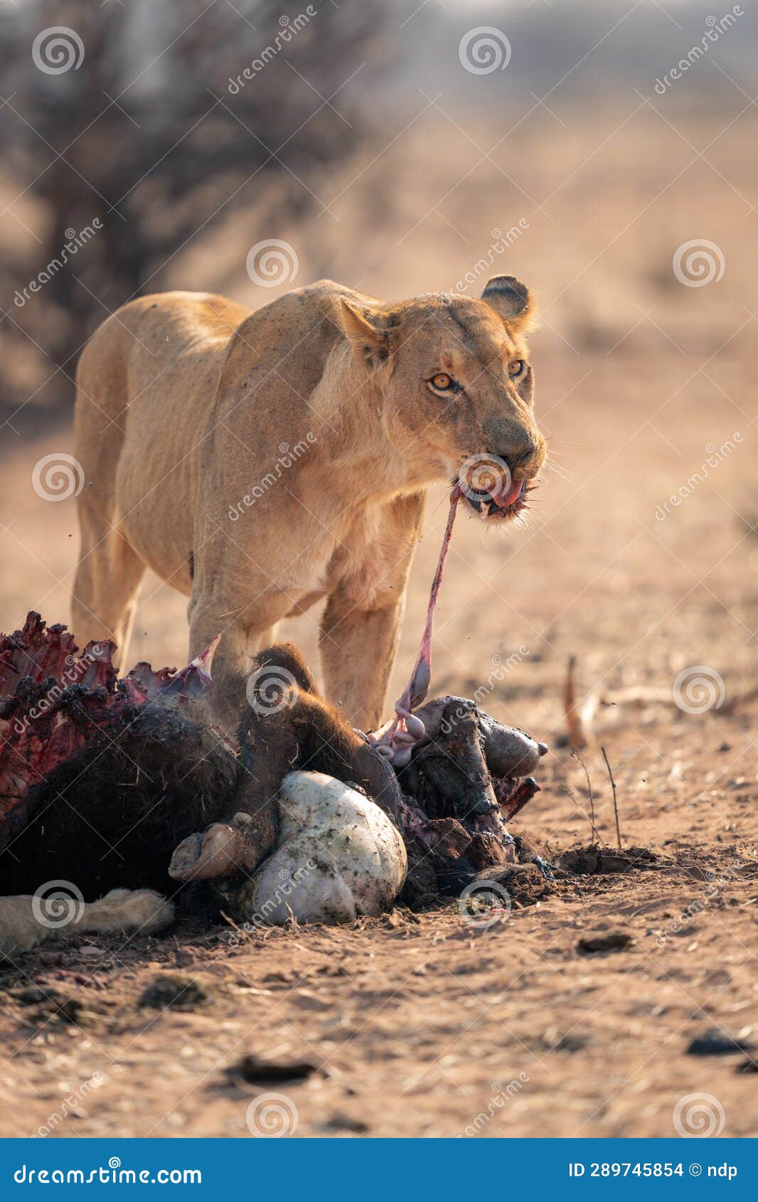 Lioness Stands Pulling Innards from Buffalo Carcase Stock Photo - Image ...