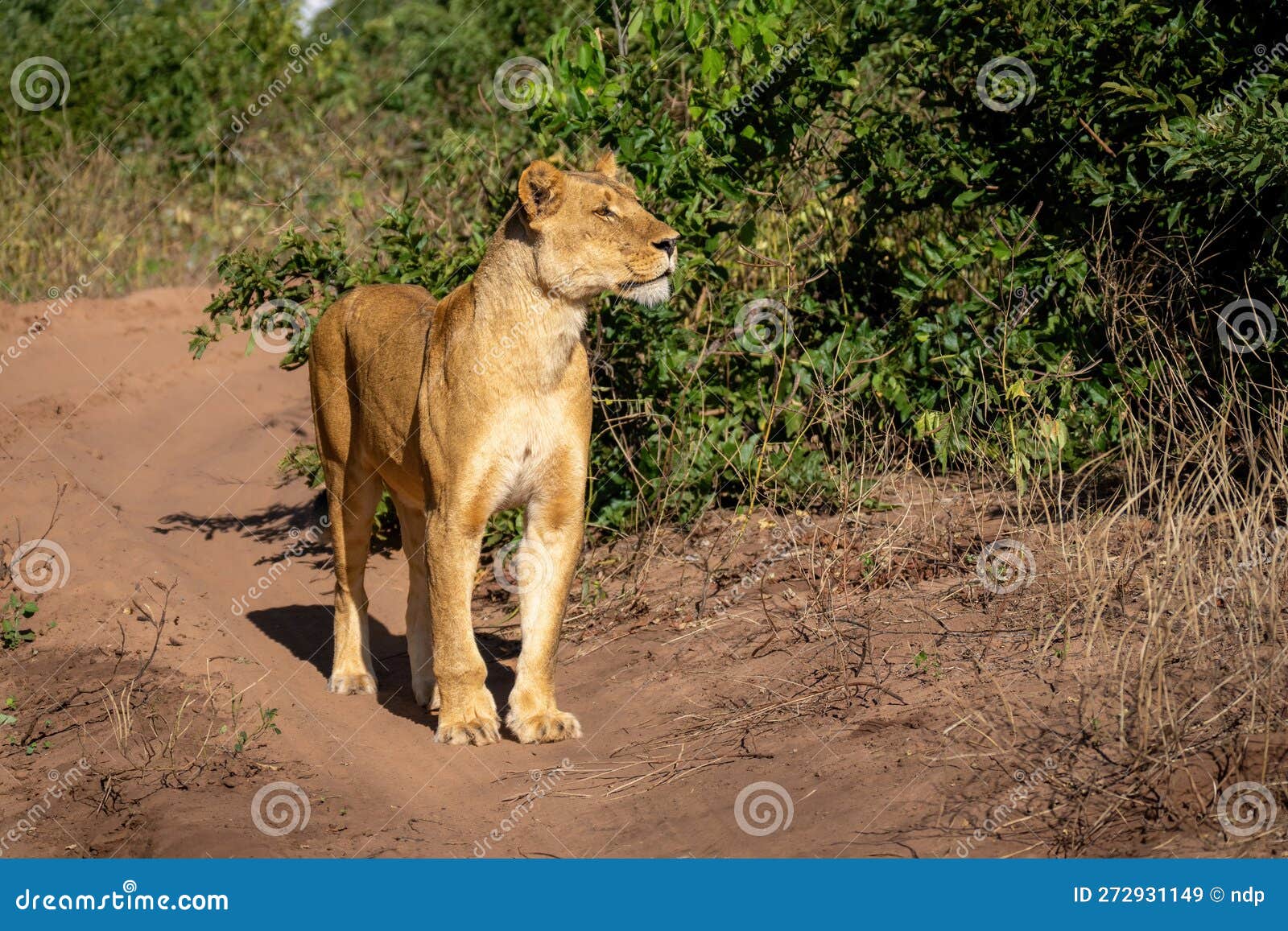 Lioness Stands Play Fighting With Young Cub Stock Photo | CartoonDealer ...