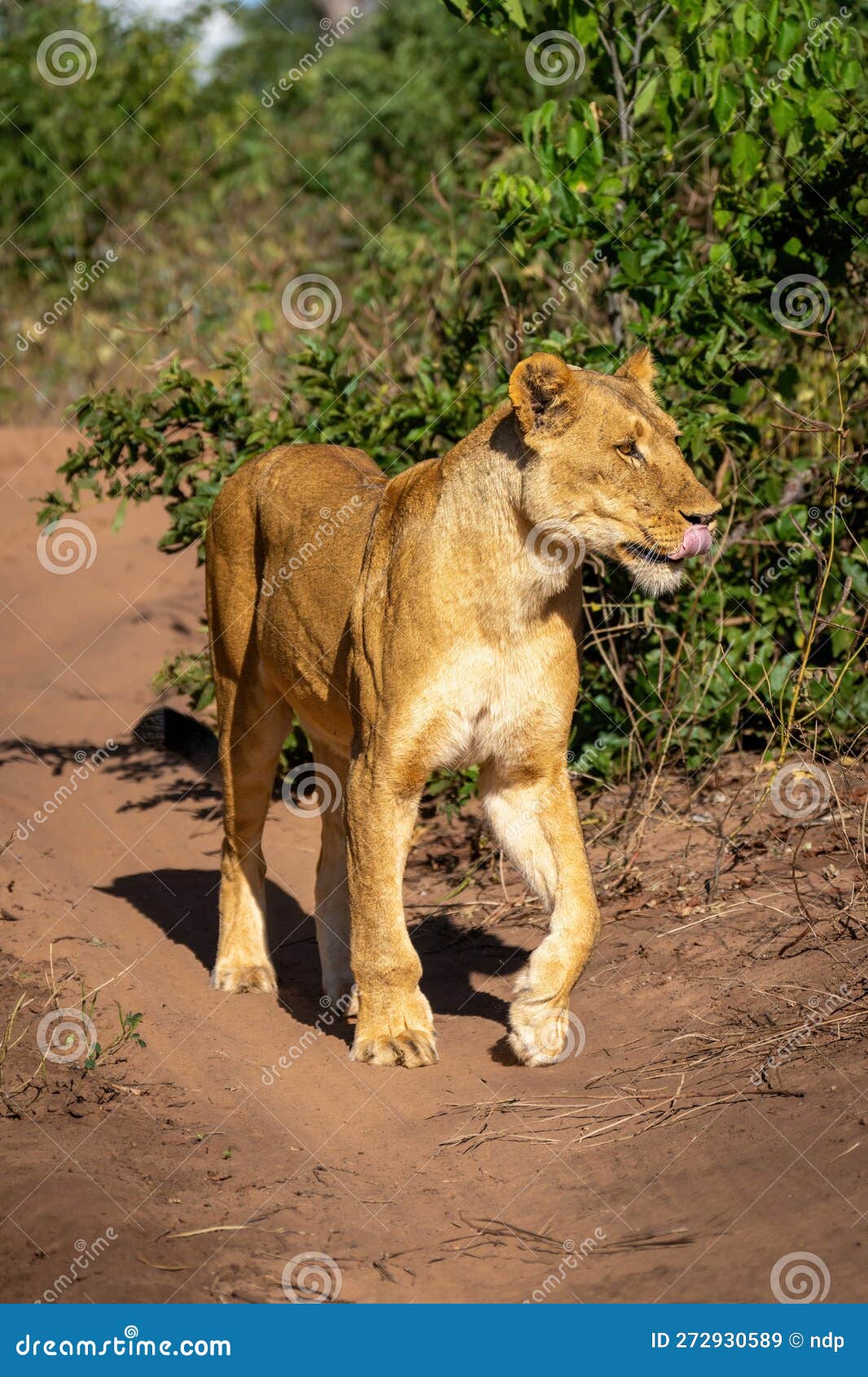 Lioness Stands Play Fighting With Young Cub Stock Photo | CartoonDealer ...