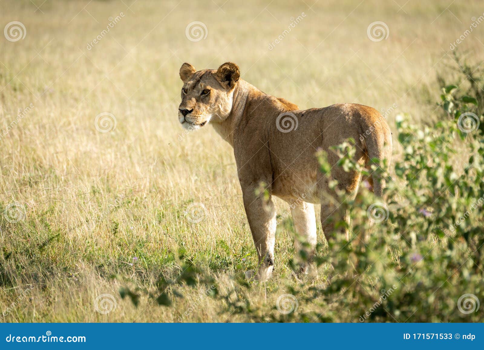 Lioness Stands Play Fighting With Young Cub Stock Photo | CartoonDealer ...
