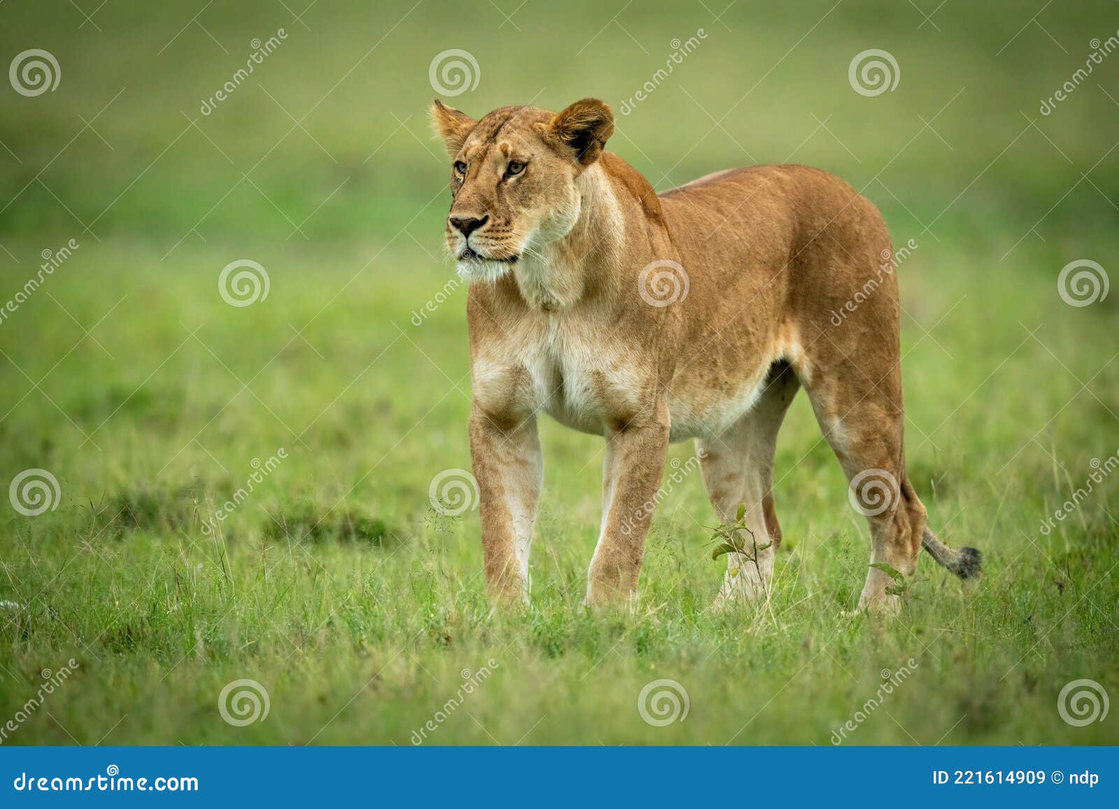 Lioness Stands Play Fighting With Young Cub Stock Photo | CartoonDealer ...