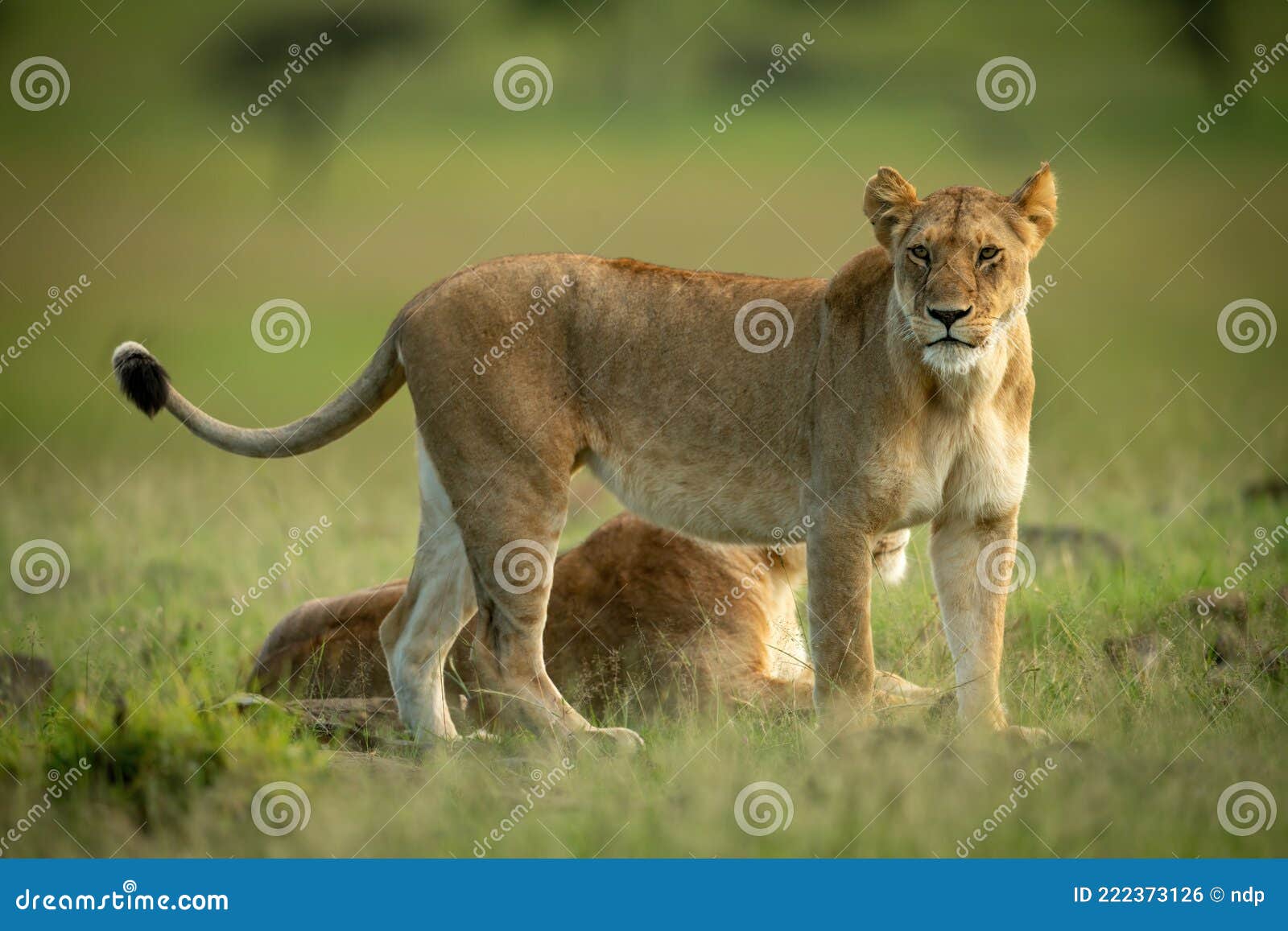 Lioness Stands Staring by Another Lying Down Stock Photo - Image of ...