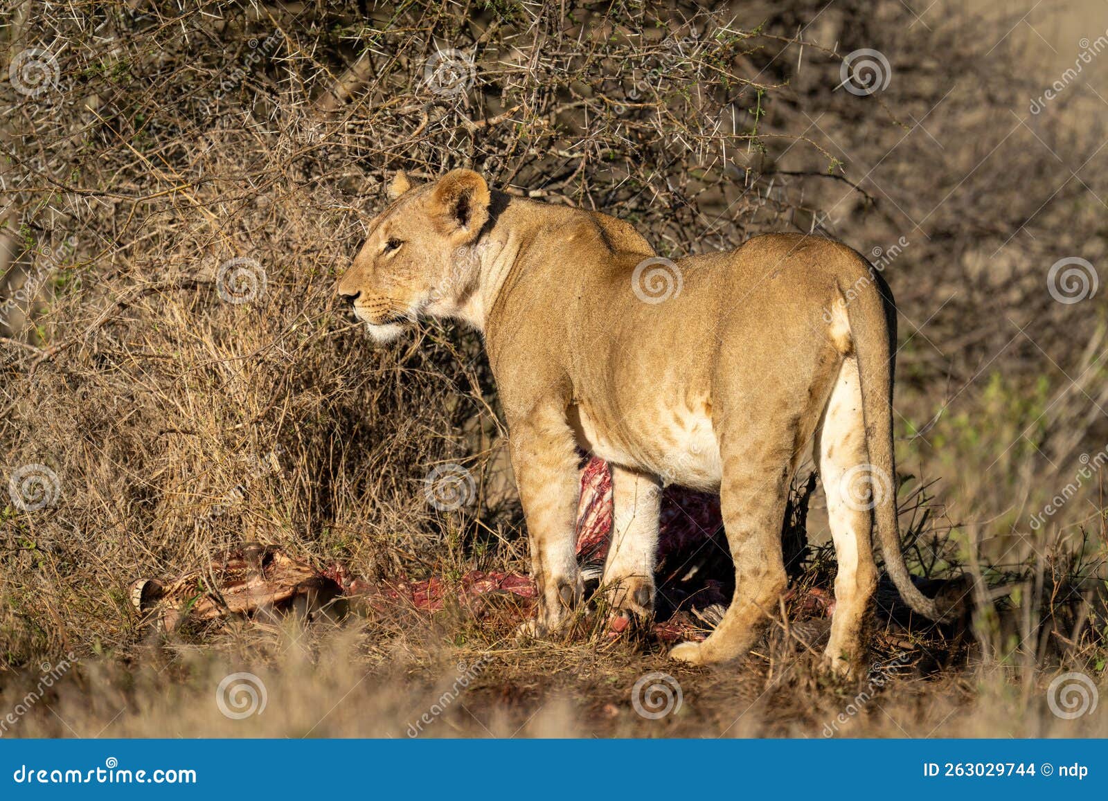 Lioness Stands Staring by Kill Under Thornbush Stock Photo - Image of ...