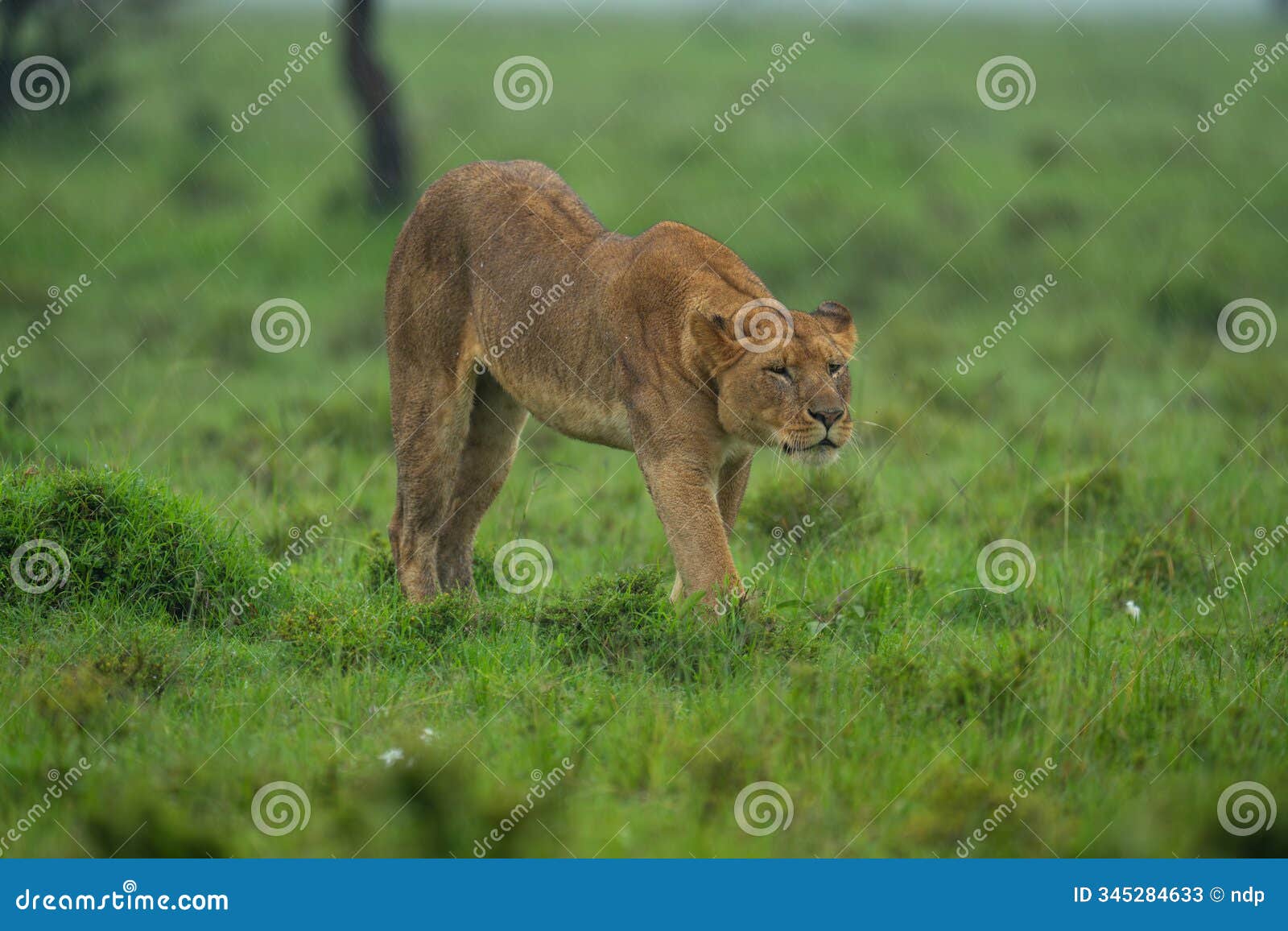 Lioness Stands Play Fighting With Young Cub Stock Photo | CartoonDealer ...