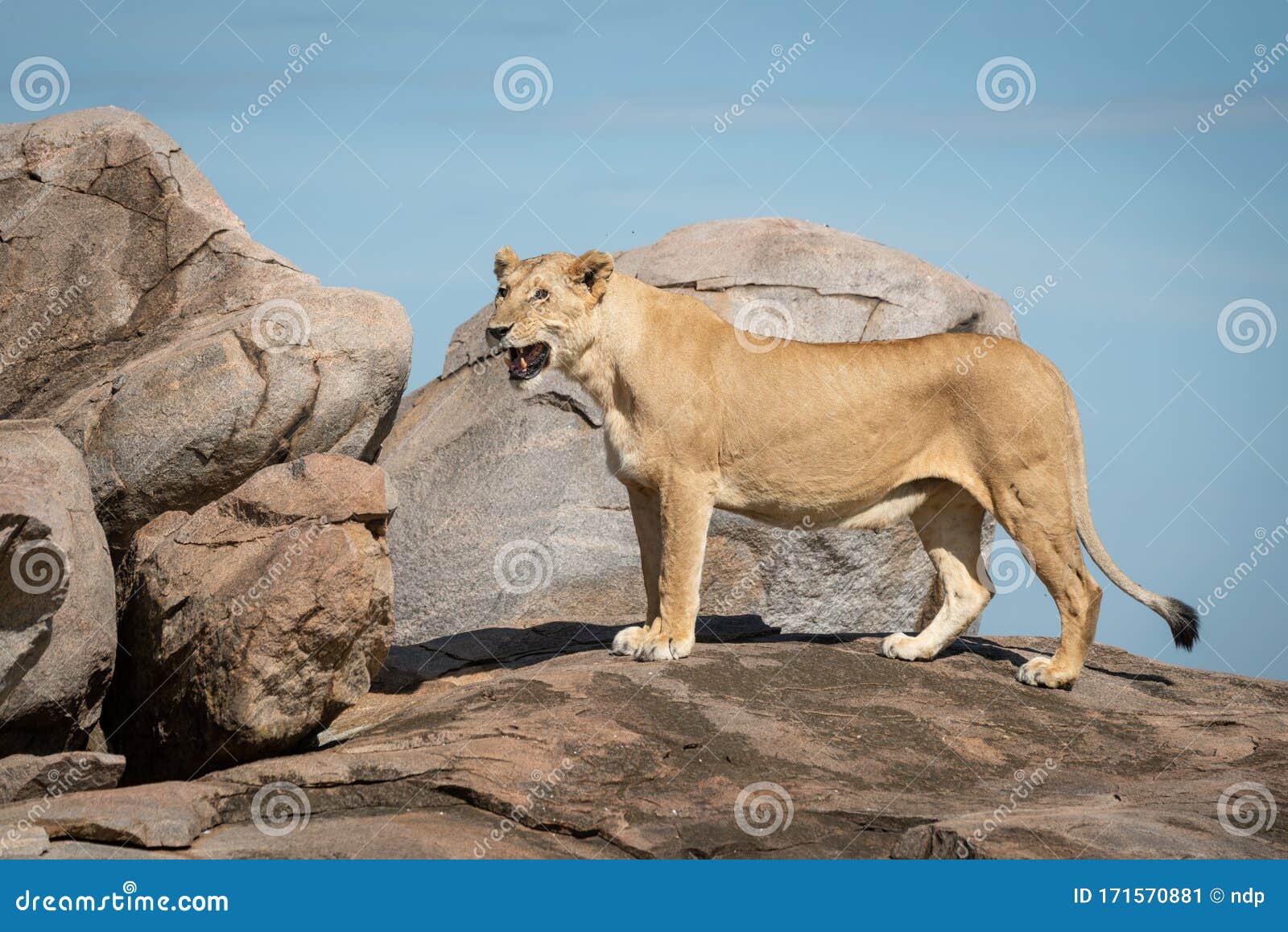 Lioness Stands Play Fighting With Young Cub Stock Photo | CartoonDealer ...