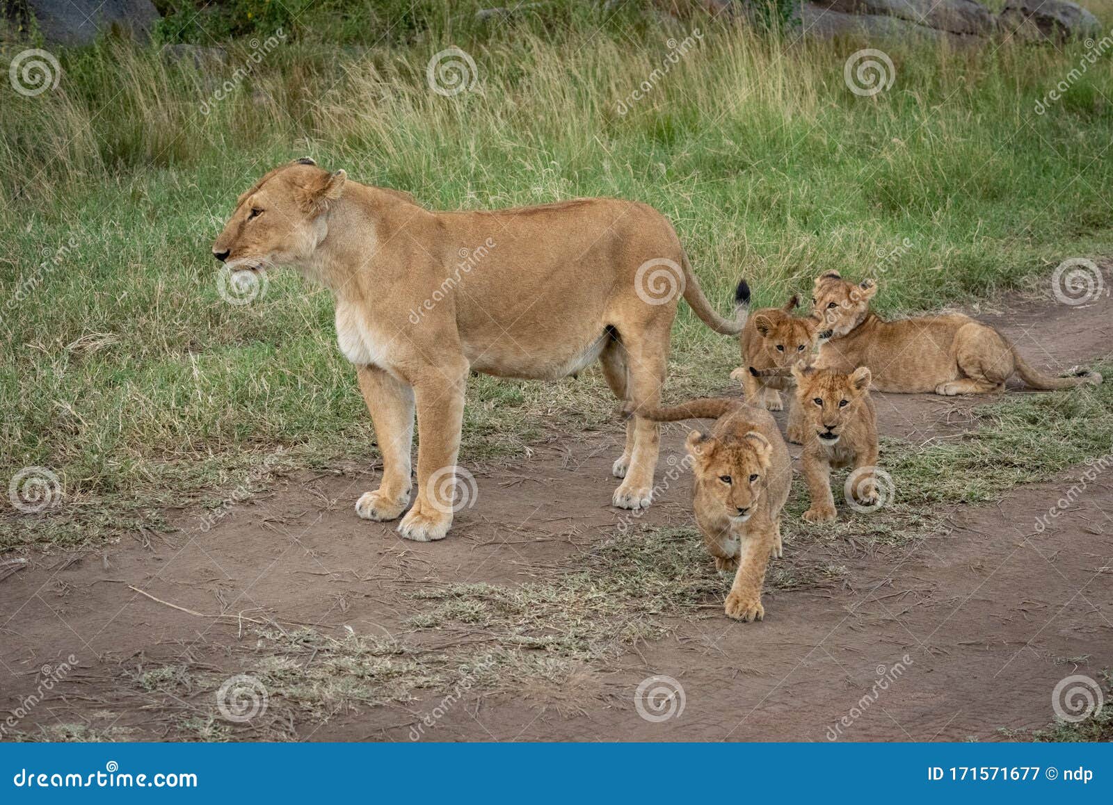 Lioness Stands on Track with Four Cubs Stock Image - Image of africa ...