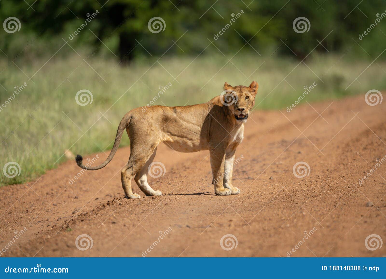 Lioness Stands on Track Turning To Camera Stock Photo - Image of africa ...