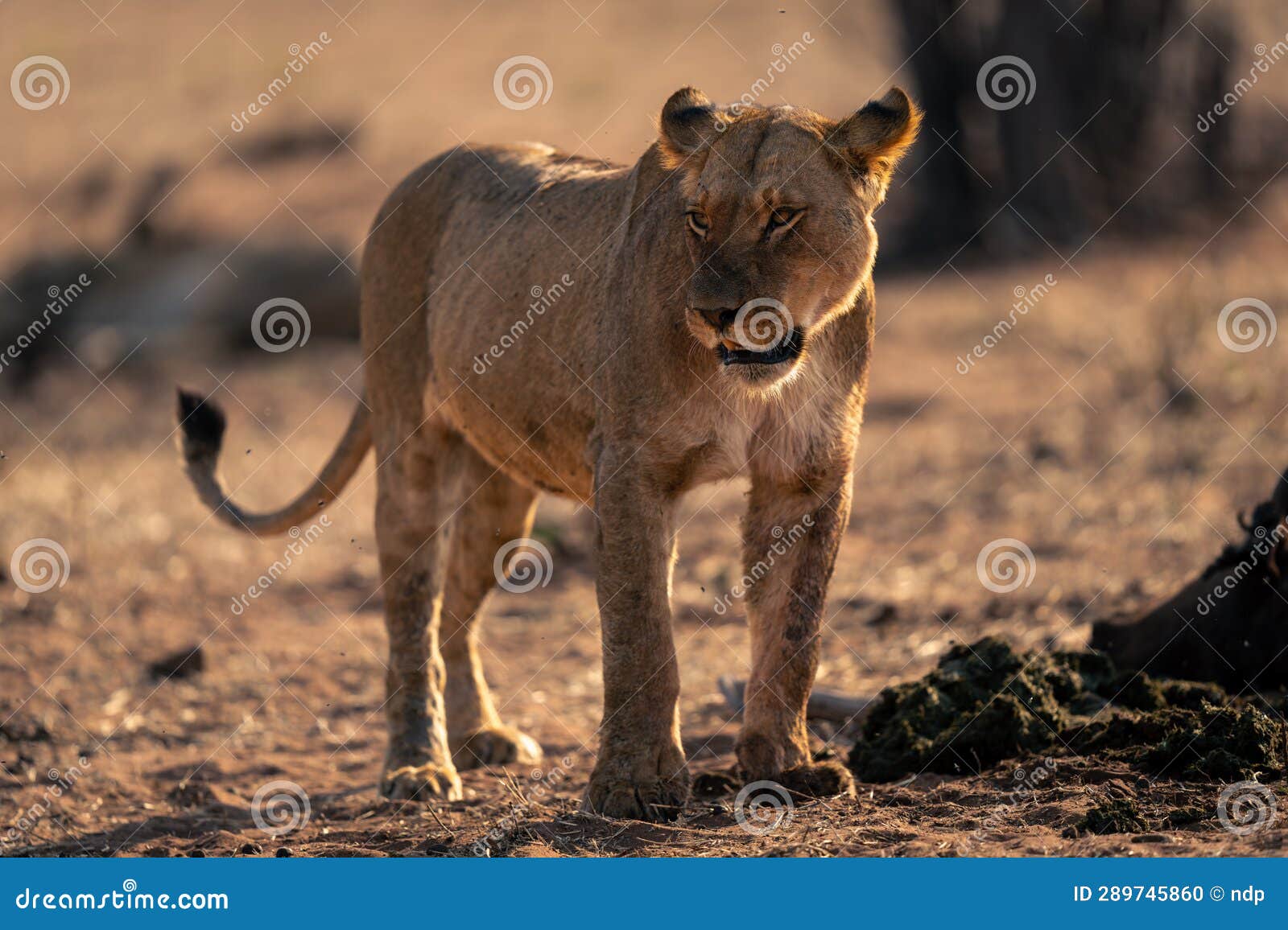 Lioness Stands Turning Head by Buffalo Carcase Stock Photo - Image of ...