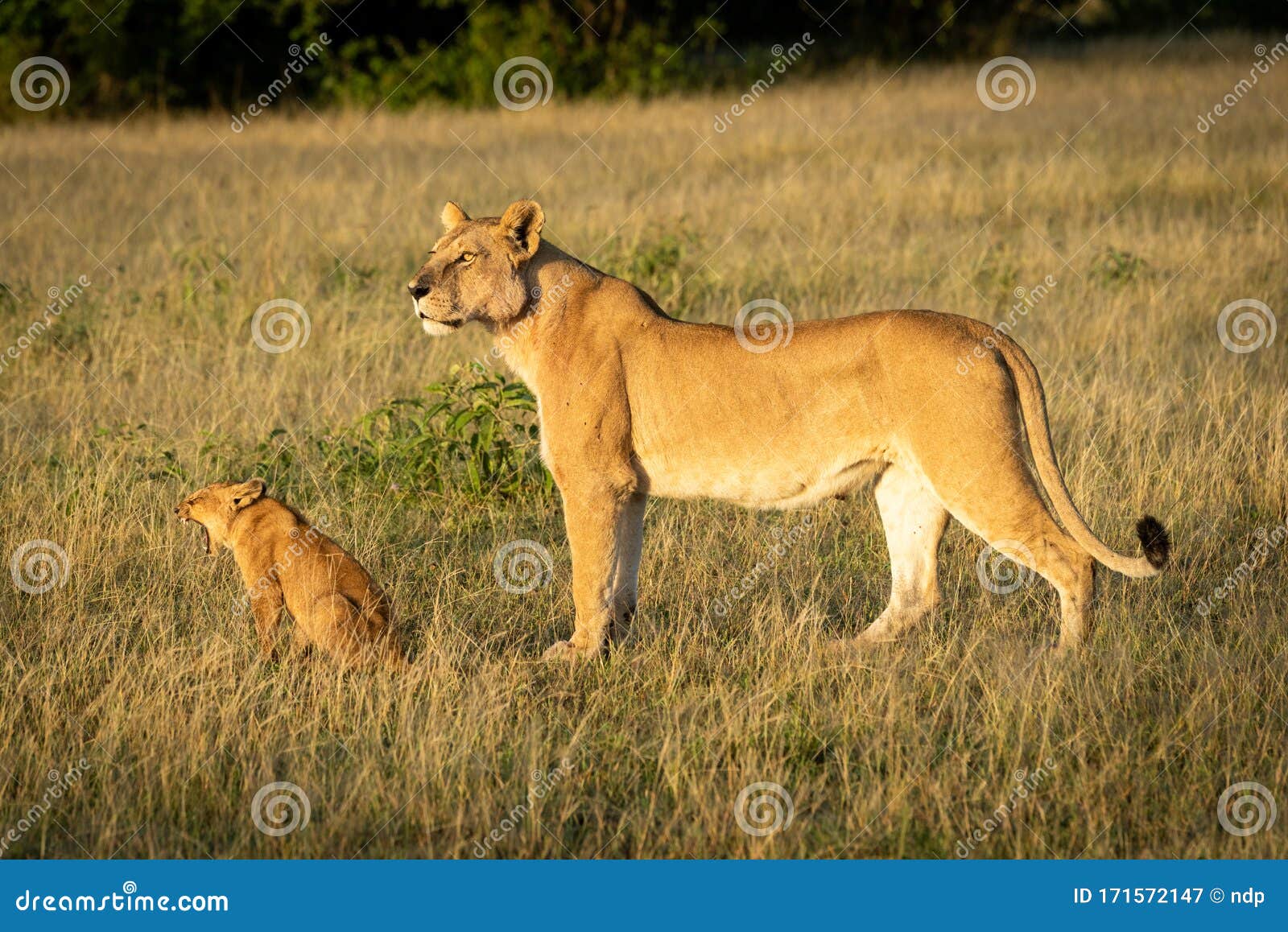 Lioness Stands with Yawning Cub in Savannah Stock Image - Image of ...