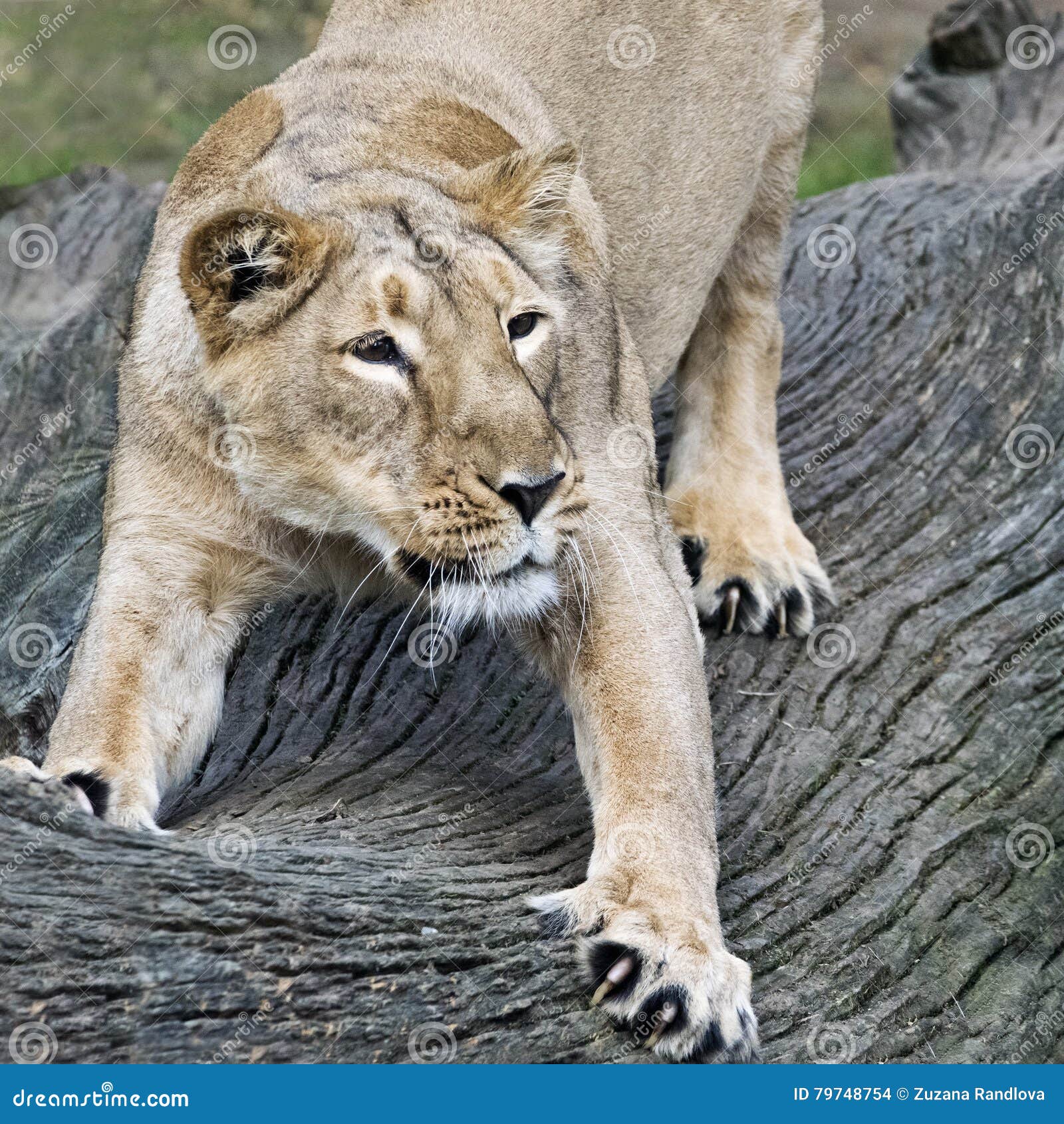 Lioness Stretching Its Body Stock Photo - Image of detail, wild: 79748754
