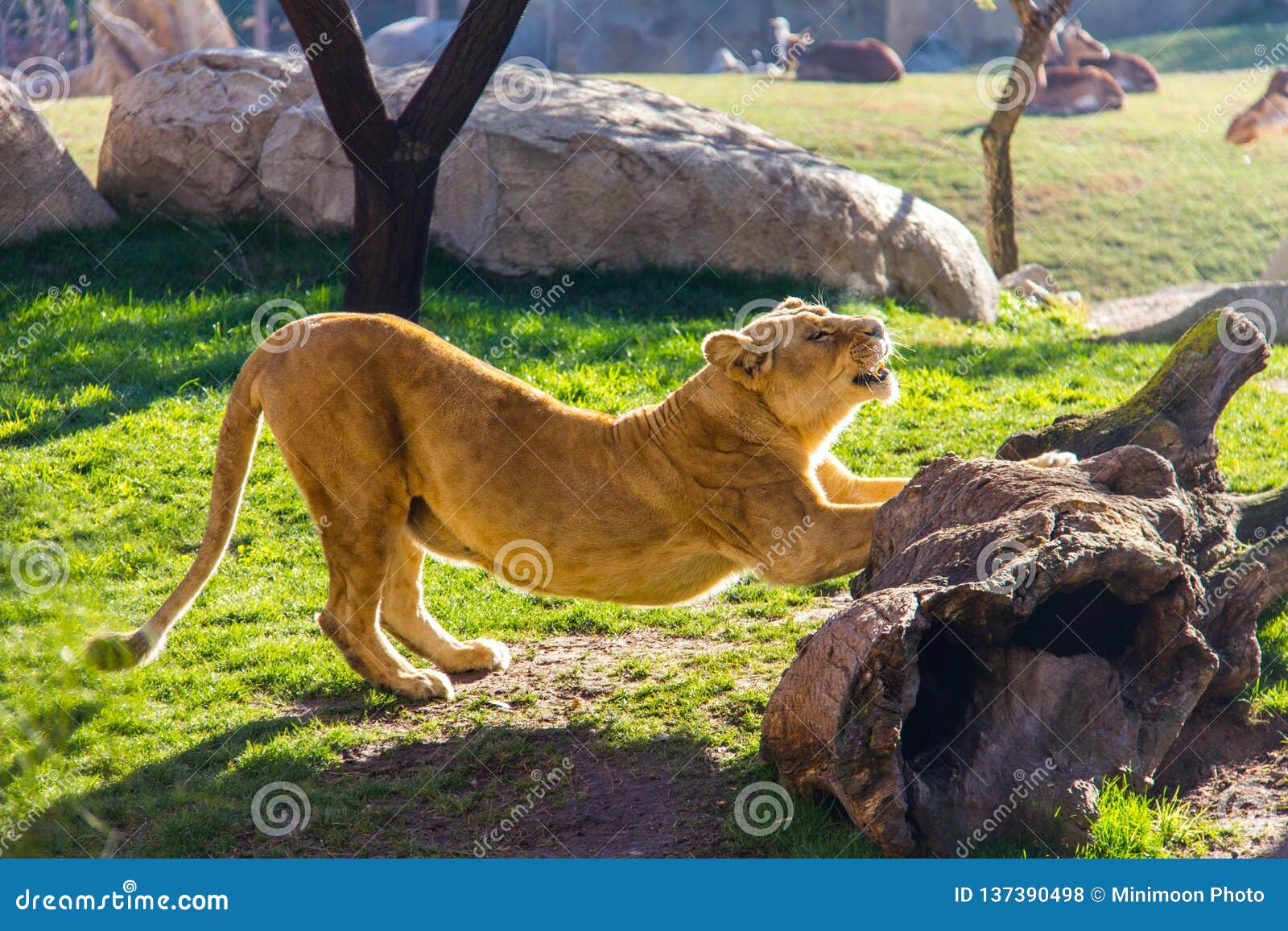 A Lioness Stretching on a Rock Stock Photo - Image of cute, mane: 137390498