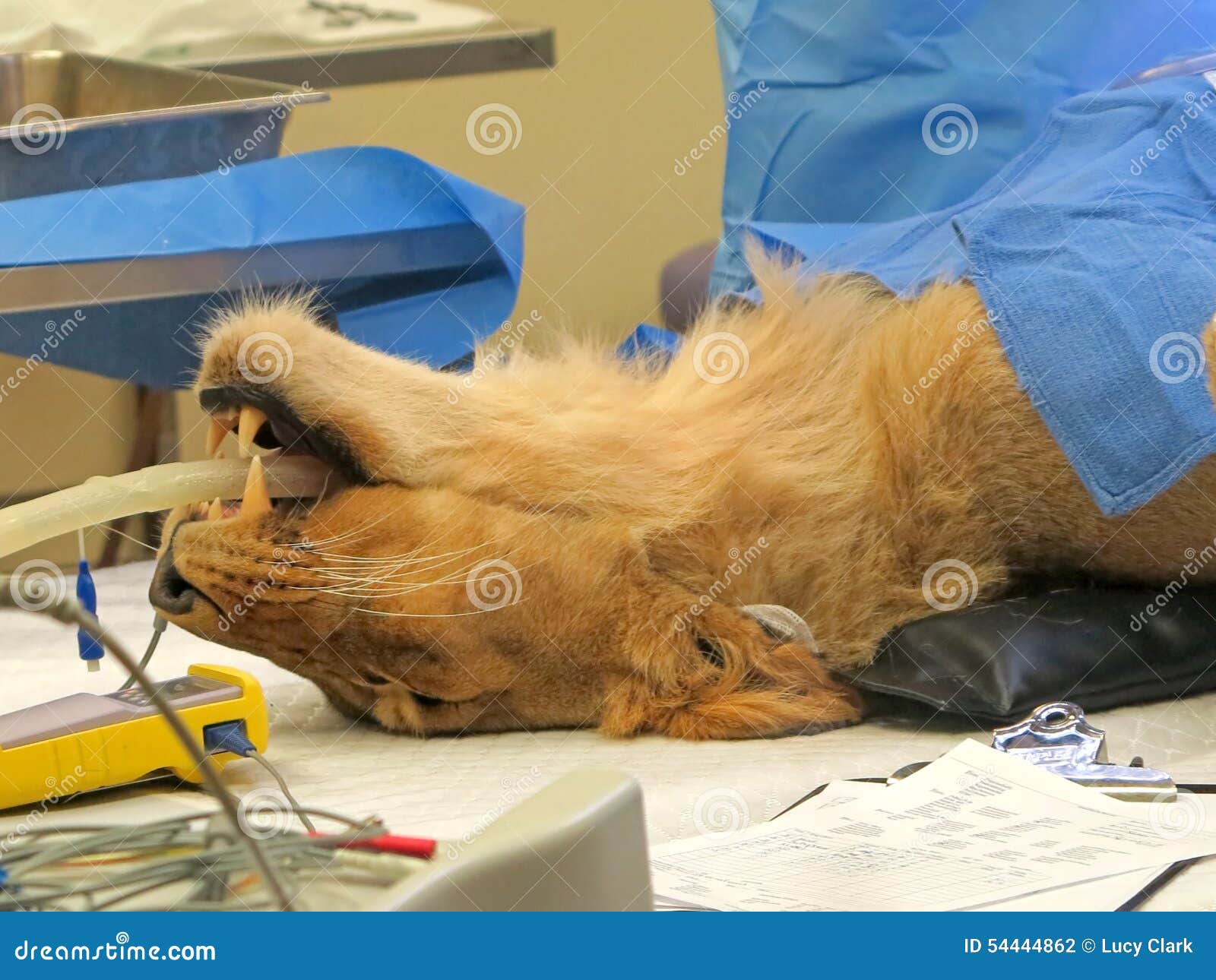 Lioness Surgery stock photo. Image of injury, tube, operation - 54444862