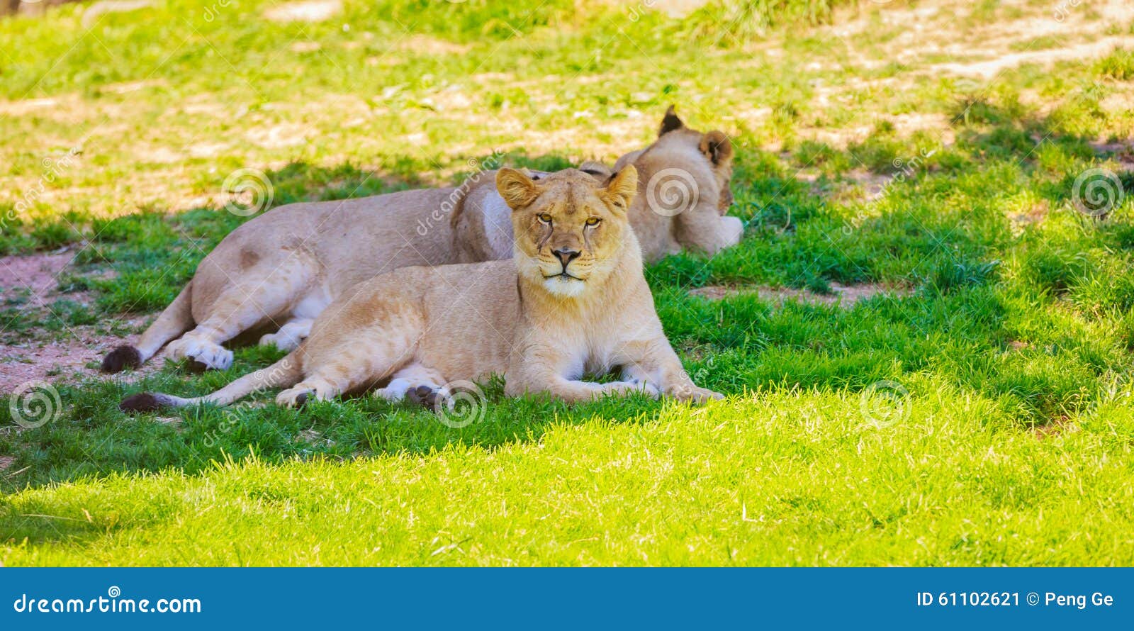 Lioness stock image. Image of mammals, meadow, outdoors - 61102621
