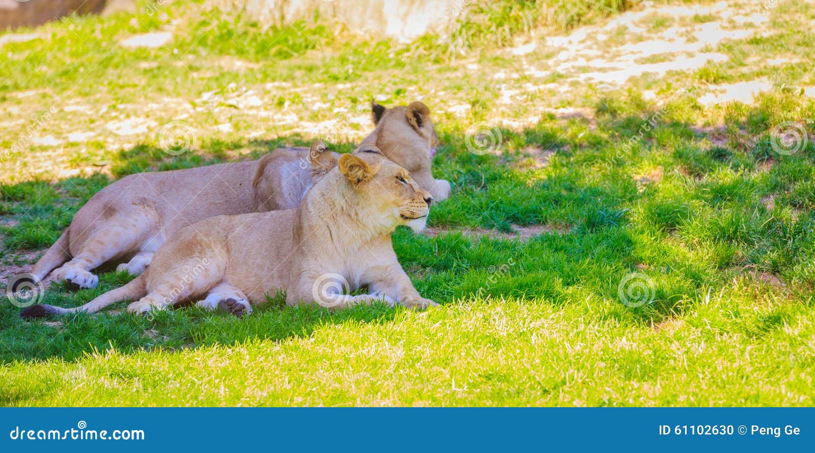 Lioness stock photo. Image of panthera, summer, carnivore - 61102630
