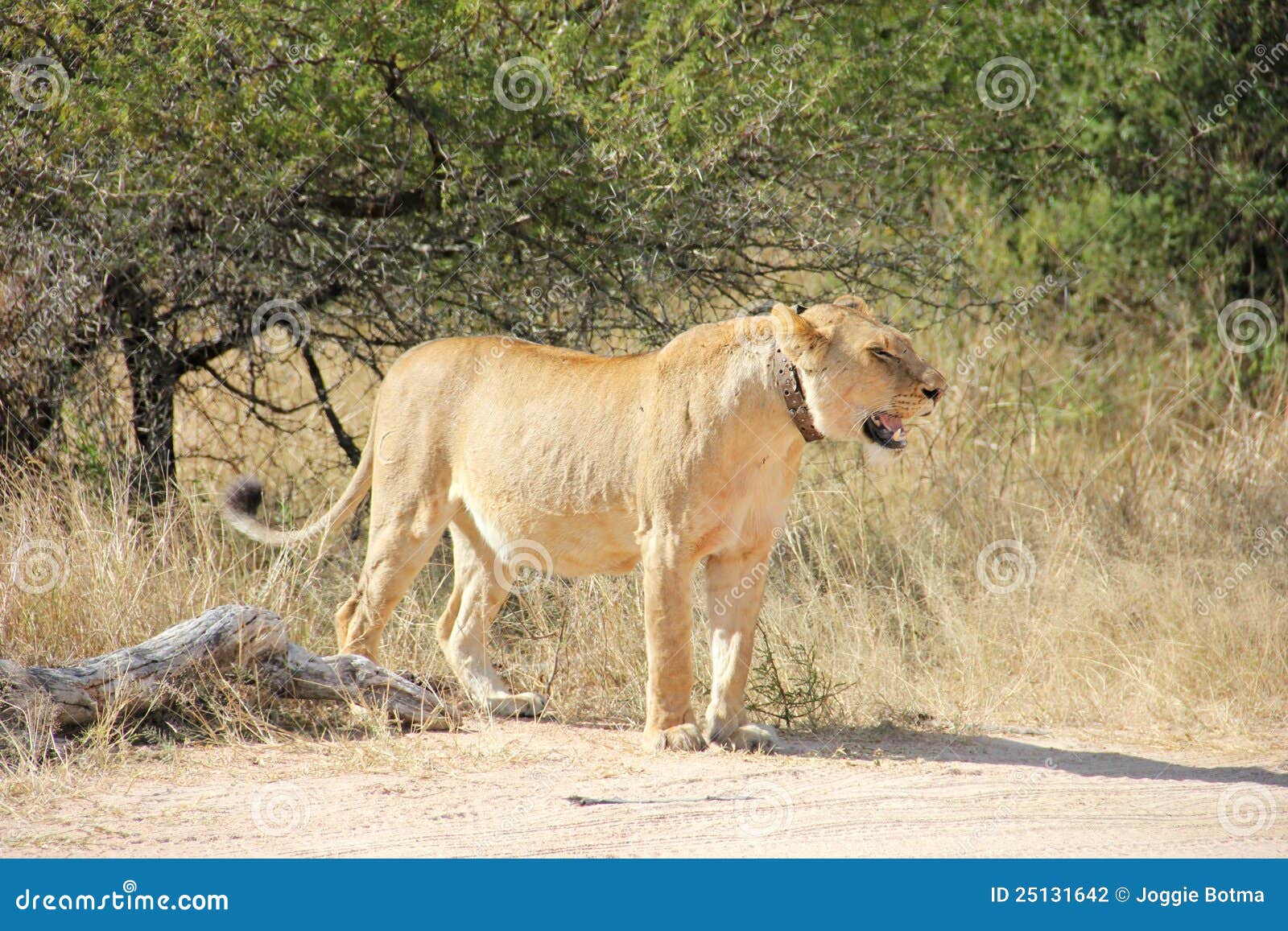 Lioness with a Tracking Collar Around Her Neck Stock Photo - Image of ...