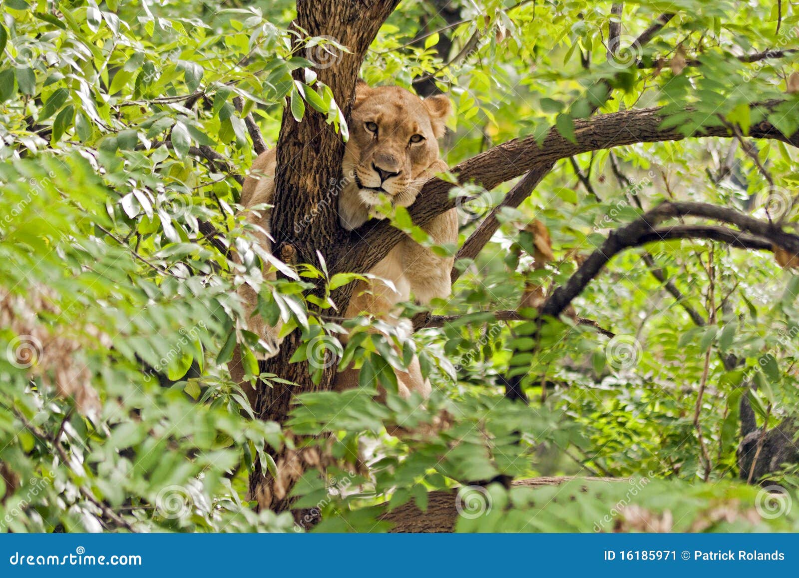 Lioness in tree stock image. Image of resting, animal - 16185971