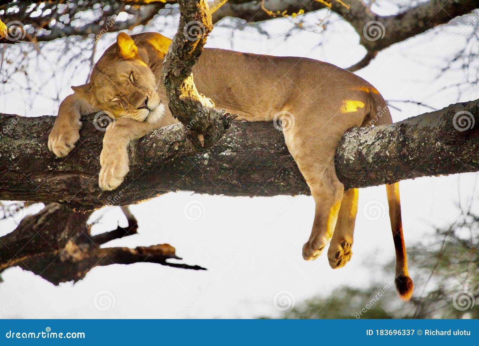 Lioness tree stock image. Image of wildlife, wild, sunset - 183696337
