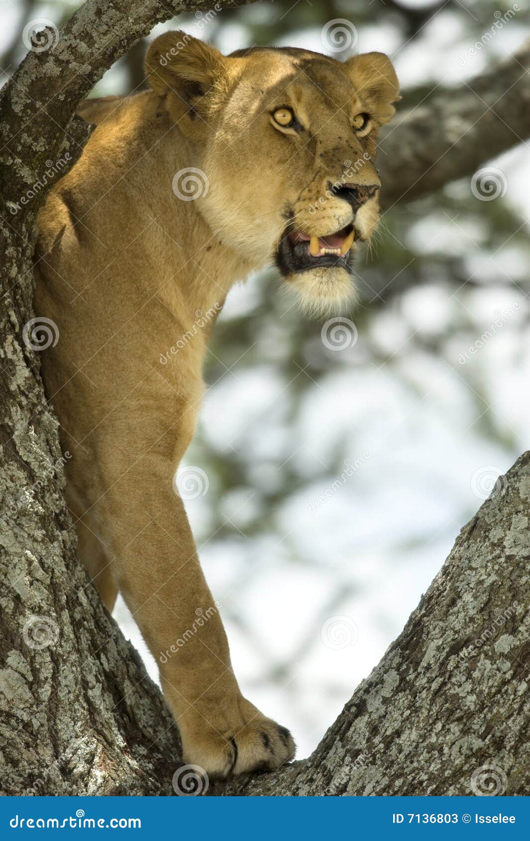 Lioness in the tree stock image. Image of vertebrate, branch - 7136803