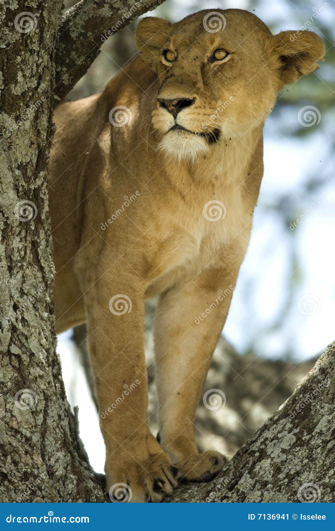 Lioness in the tree stock image. Image of adventure, herd - 7136941